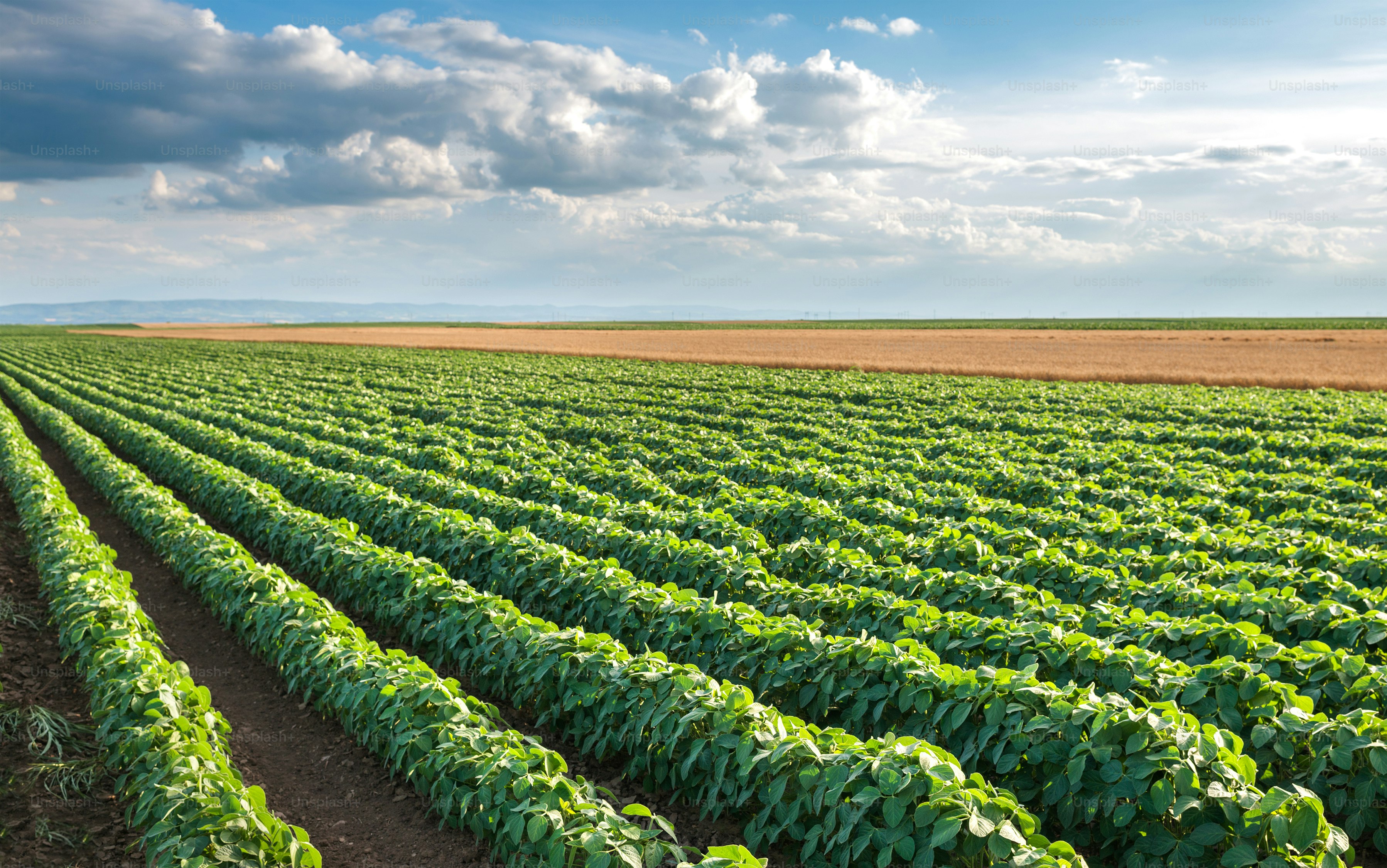 Soybean Field Rows in summer photo – Nature Image on Unsplash