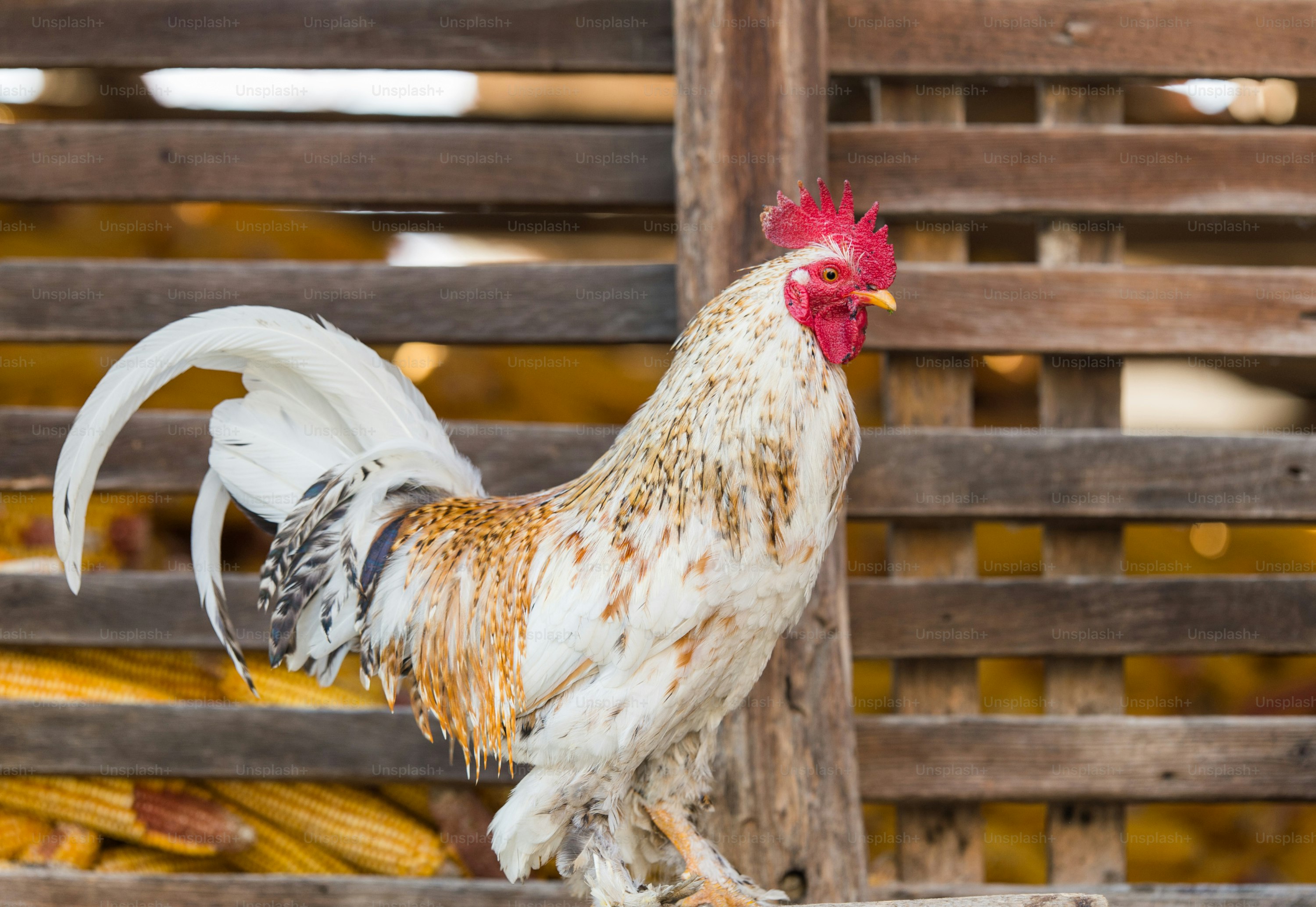 Singing rooster in the farm photo – Bird Image on Unsplash