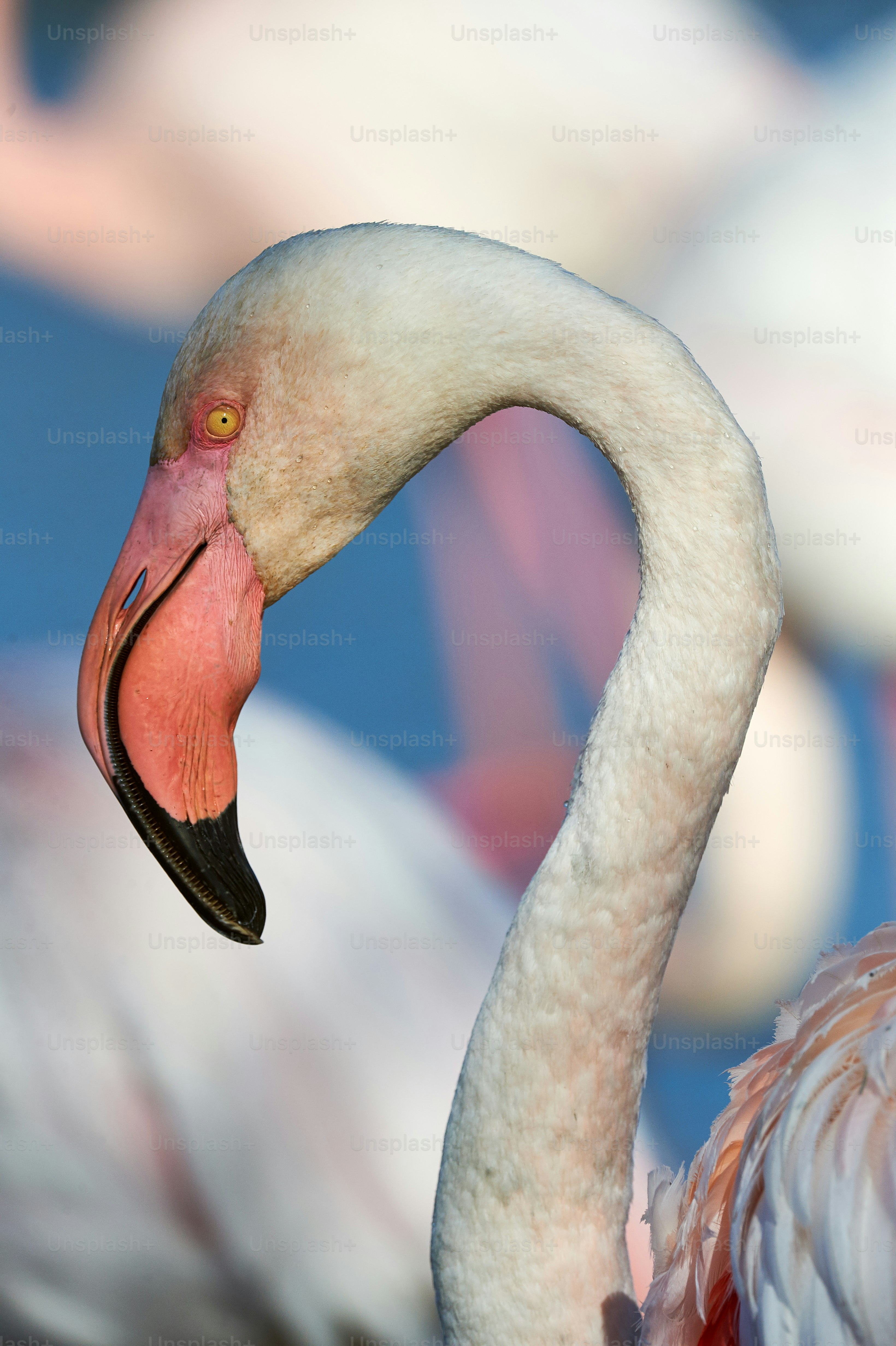 750+ Flamingo Pictures [HD] | Download Free Images on Unsplash
