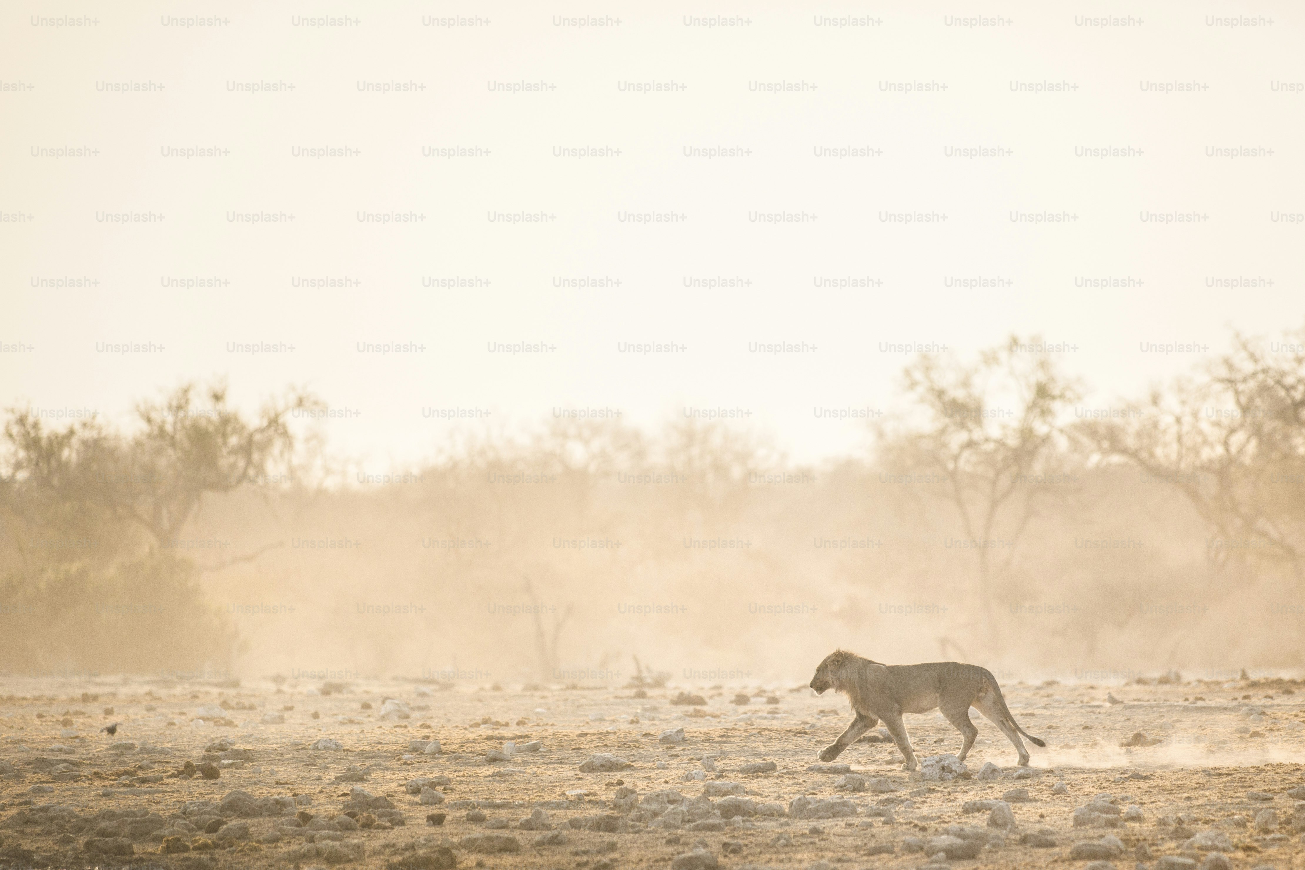 A male lion running through the dust photo – Etosha national park Image ...