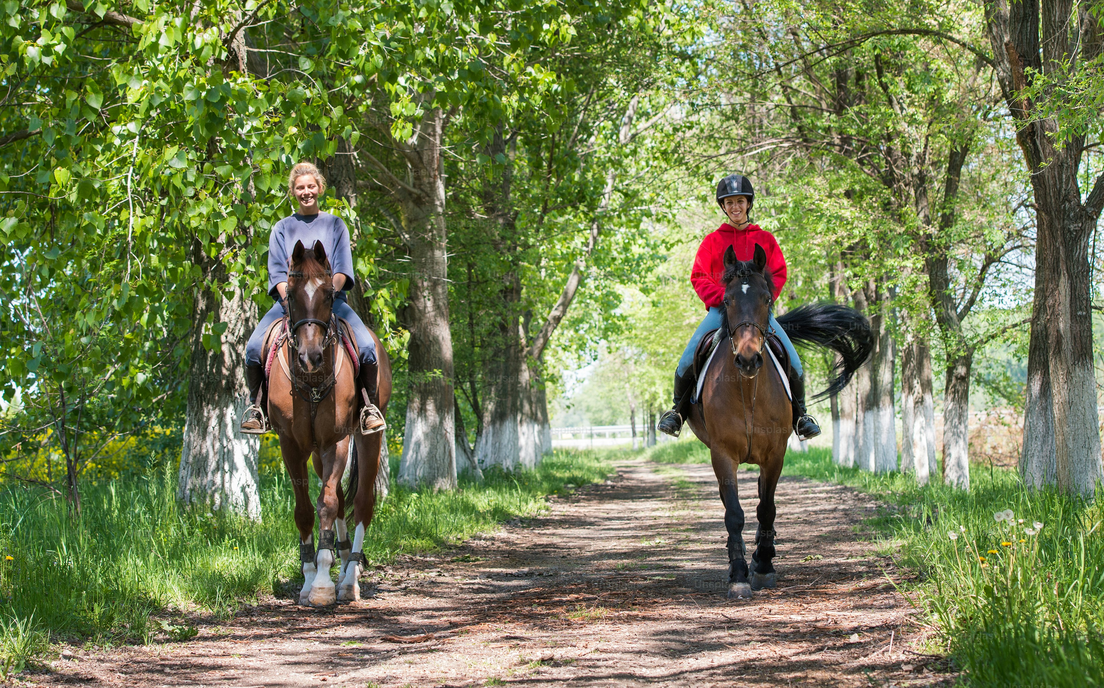 500+ Equestrian Pictures [HD] | Download Free Images on Unsplash