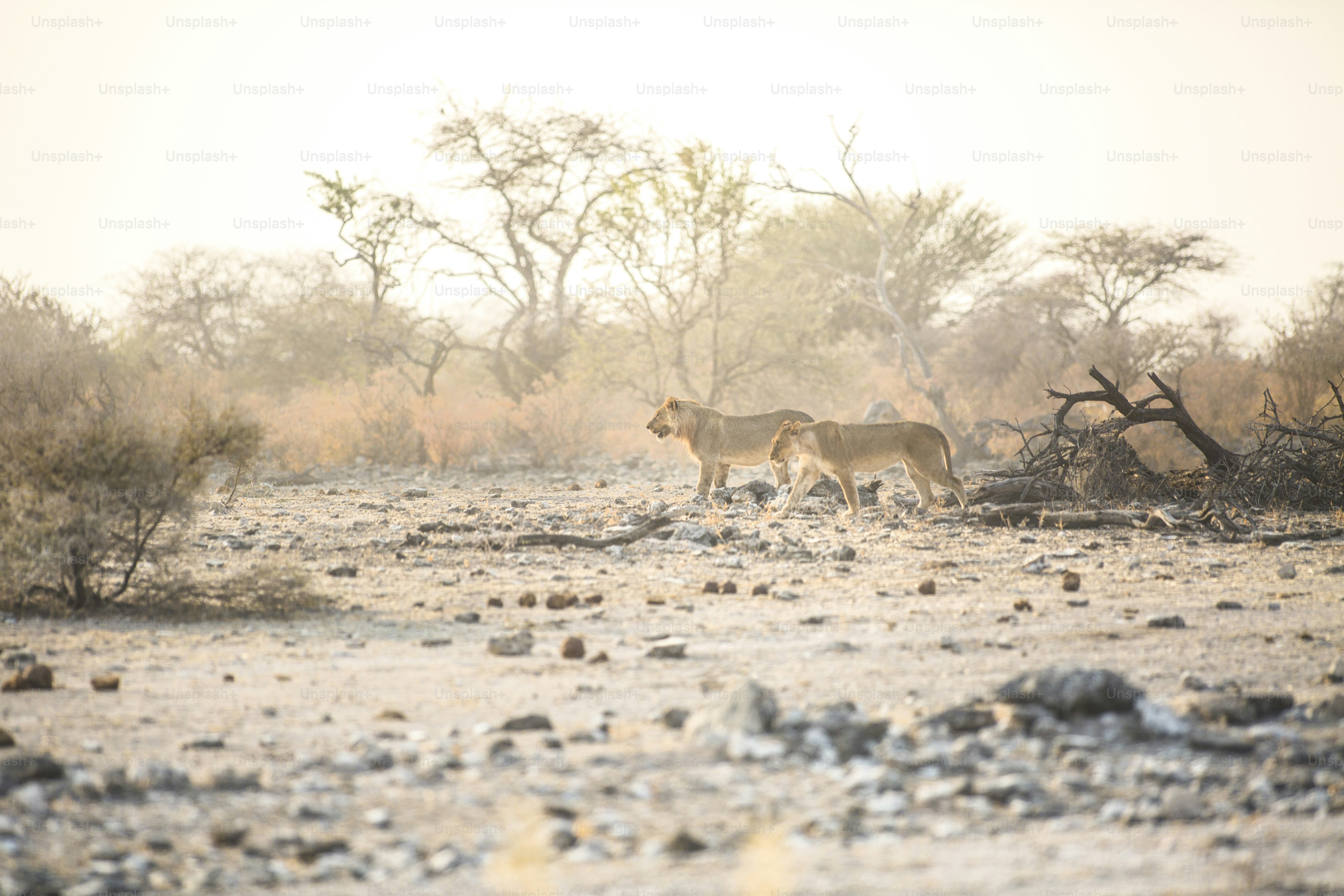 A male lion running through the dust photo – Desolate Image on Unsplash