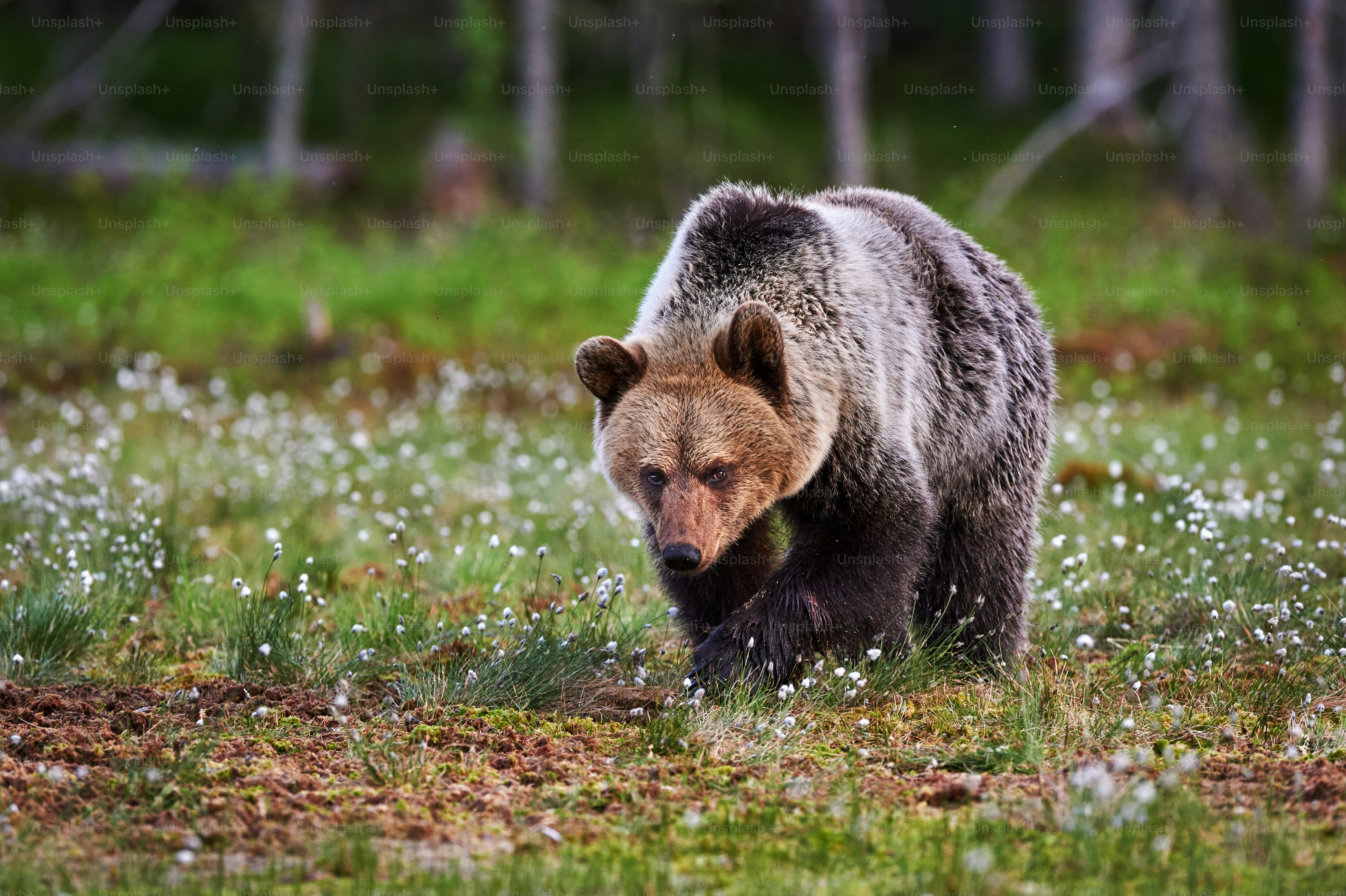 Foto Oso pardo fotografiado en la taiga de Finlandia mientras camina ...