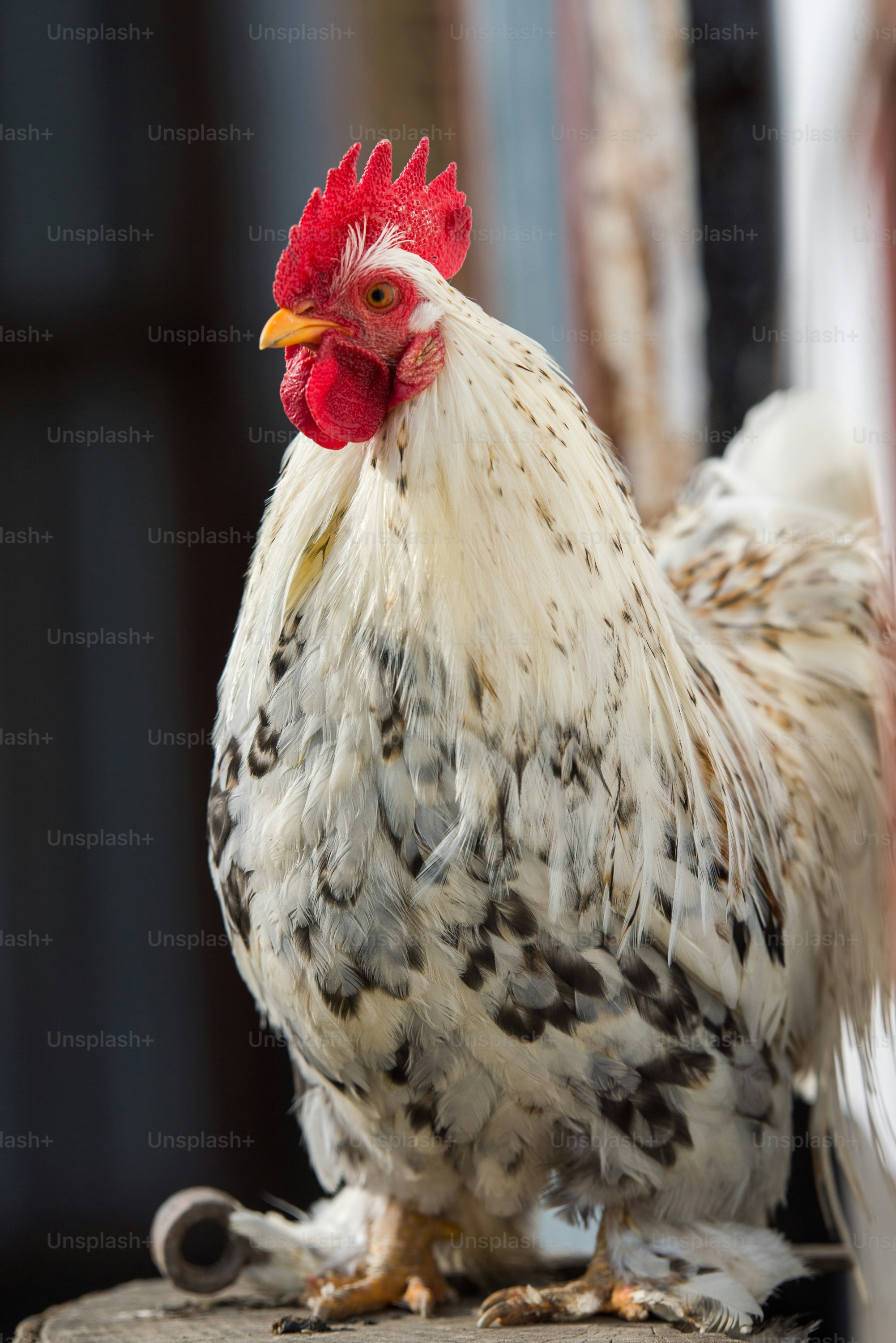 Singing rooster in the farm photo – Rooster Image on Unsplash