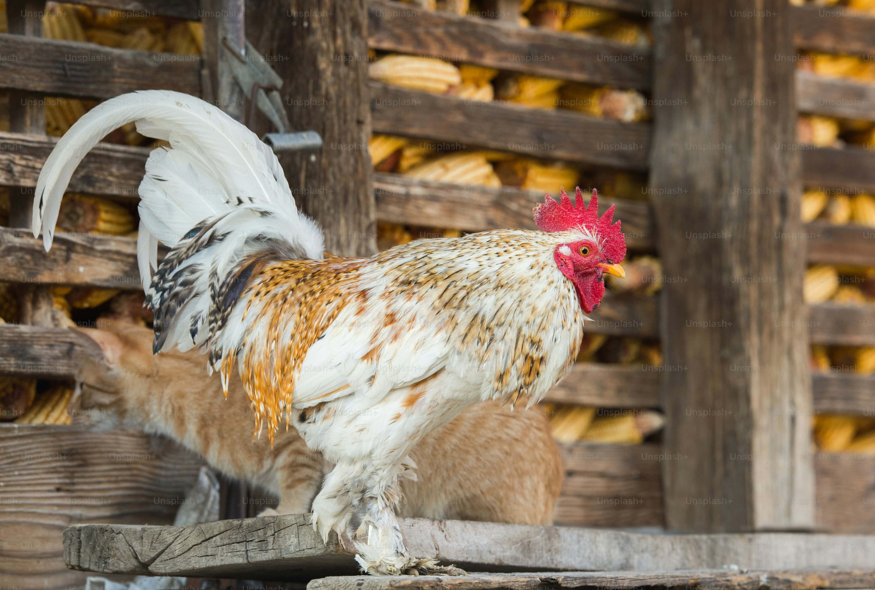 Singing rooster in the farm photo – Rooster Image on Unsplash