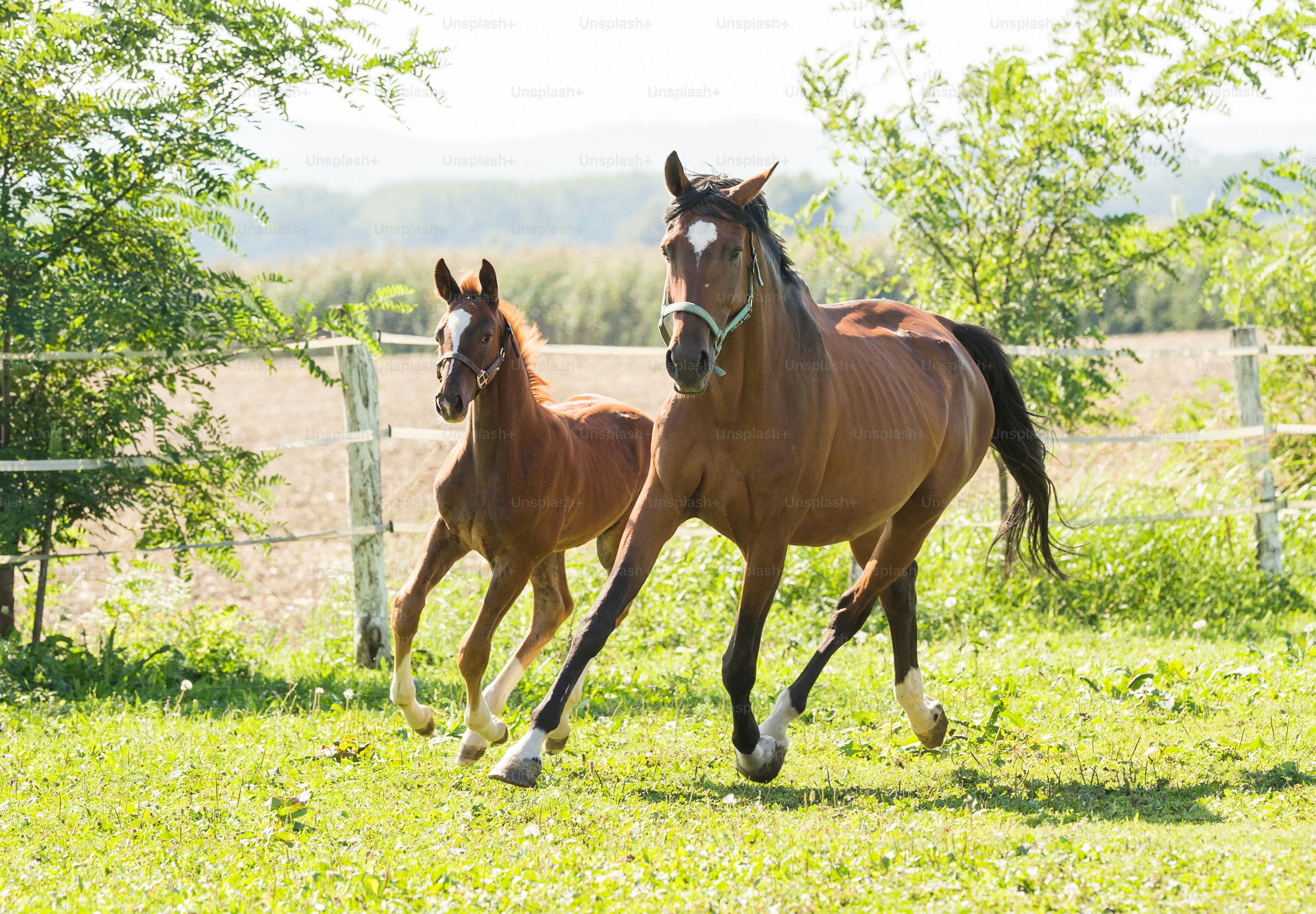 Foto Yegua y potro en un potrero – Animal Imagen en Unsplash