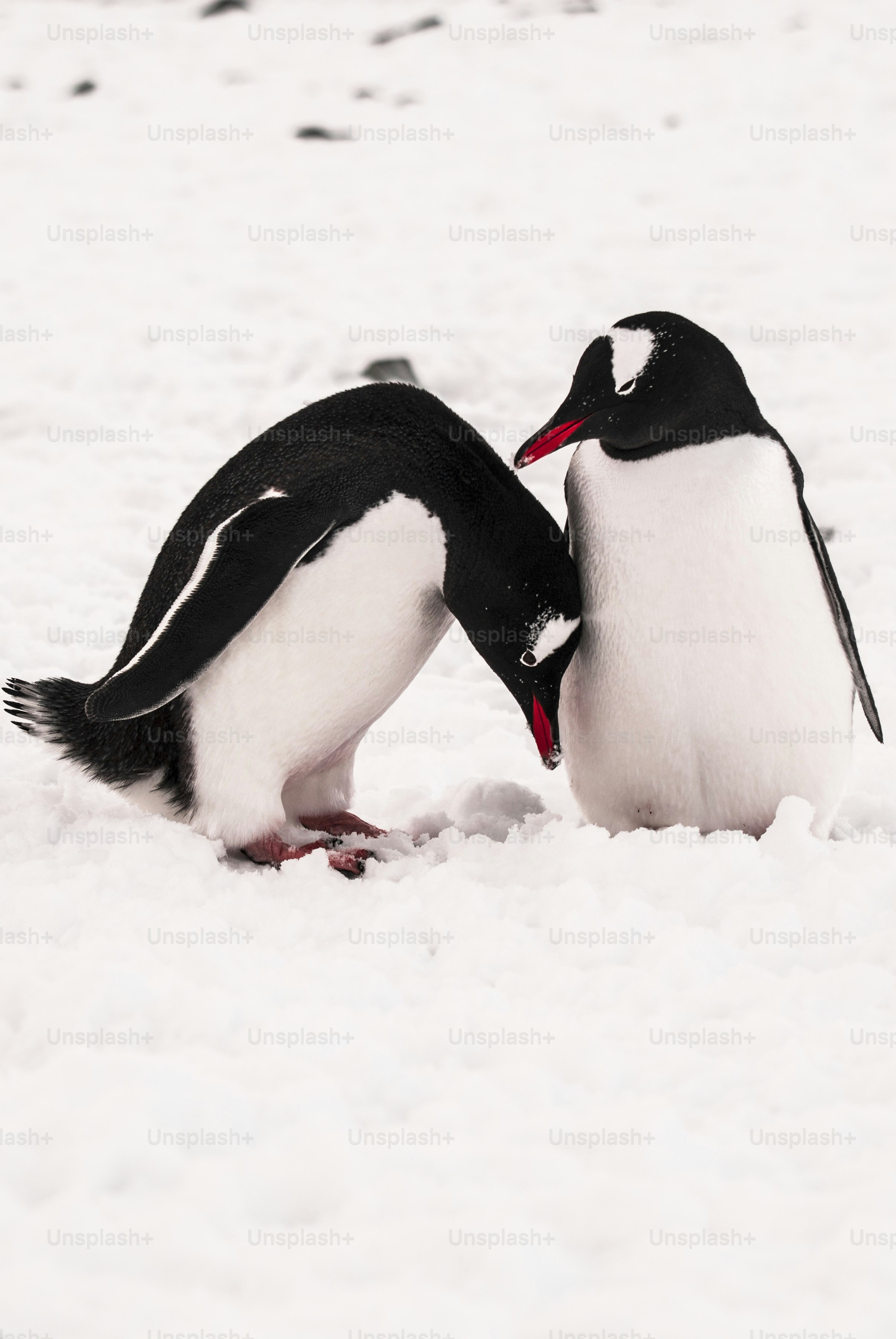 Two Gentoo Penguin in Antarctica, photo – Friendship Image on Unsplash