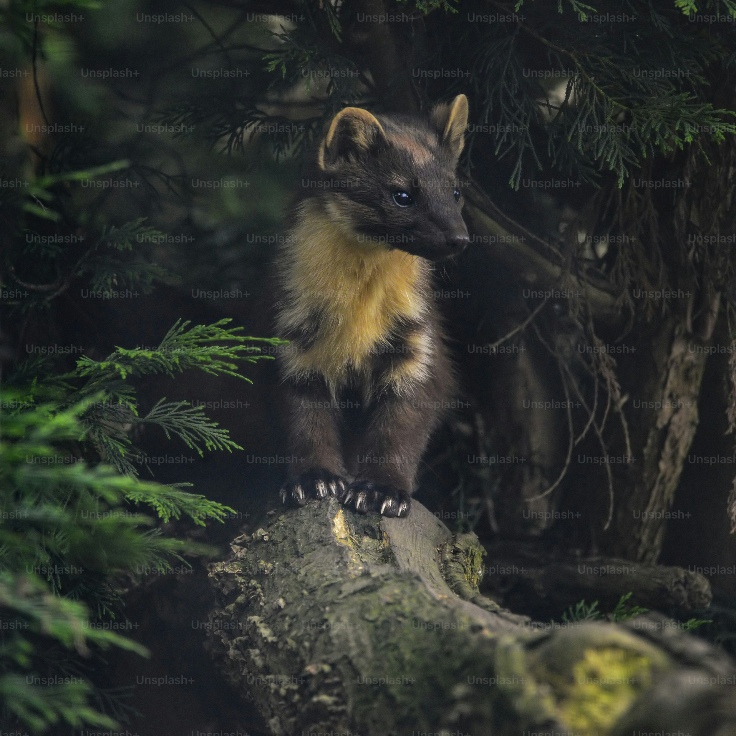 Beautiful pine martin martes martes on branch in tree photo – Wild ...