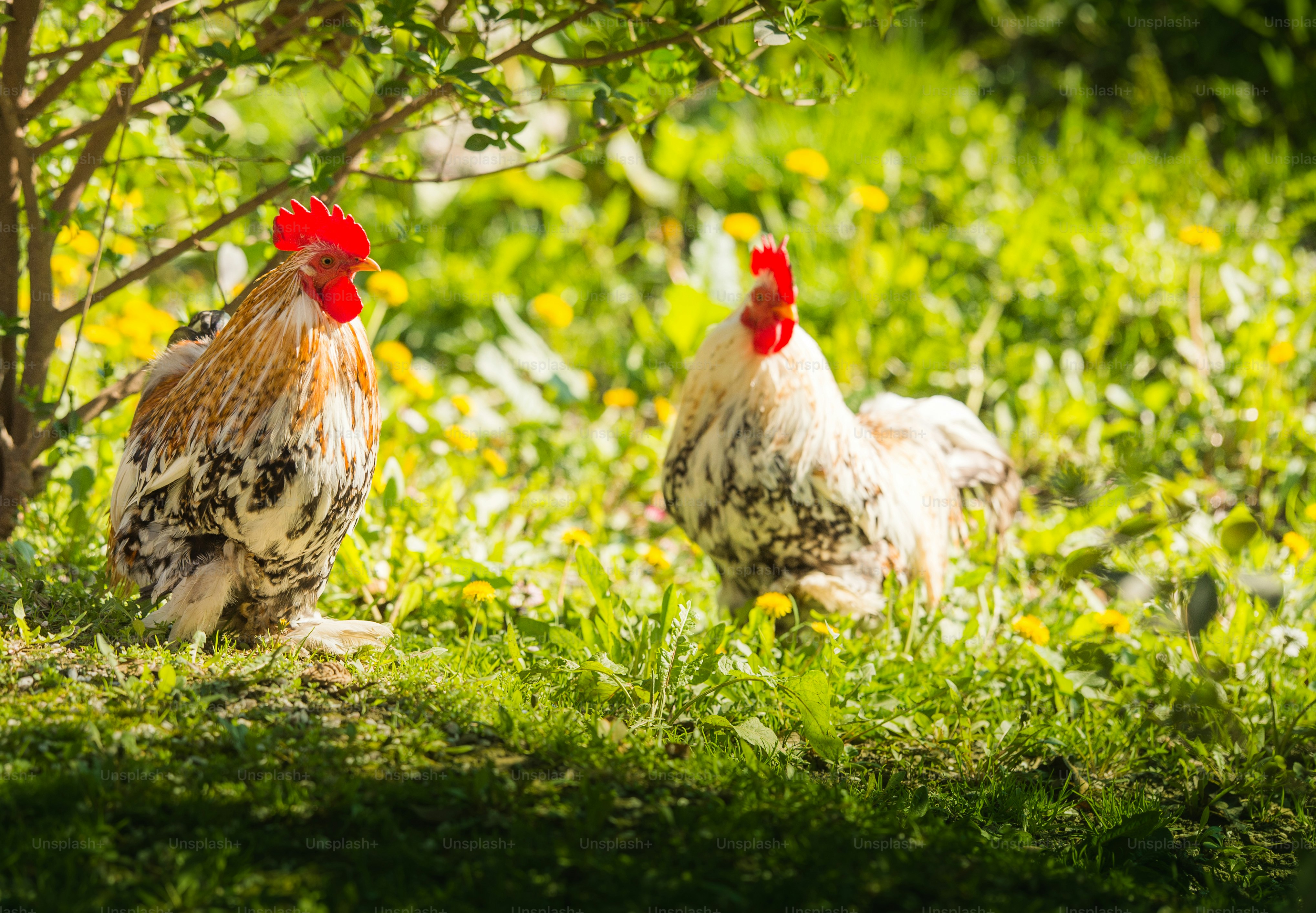 1500+ Rooster Pictures | Download Free Images on Unsplash