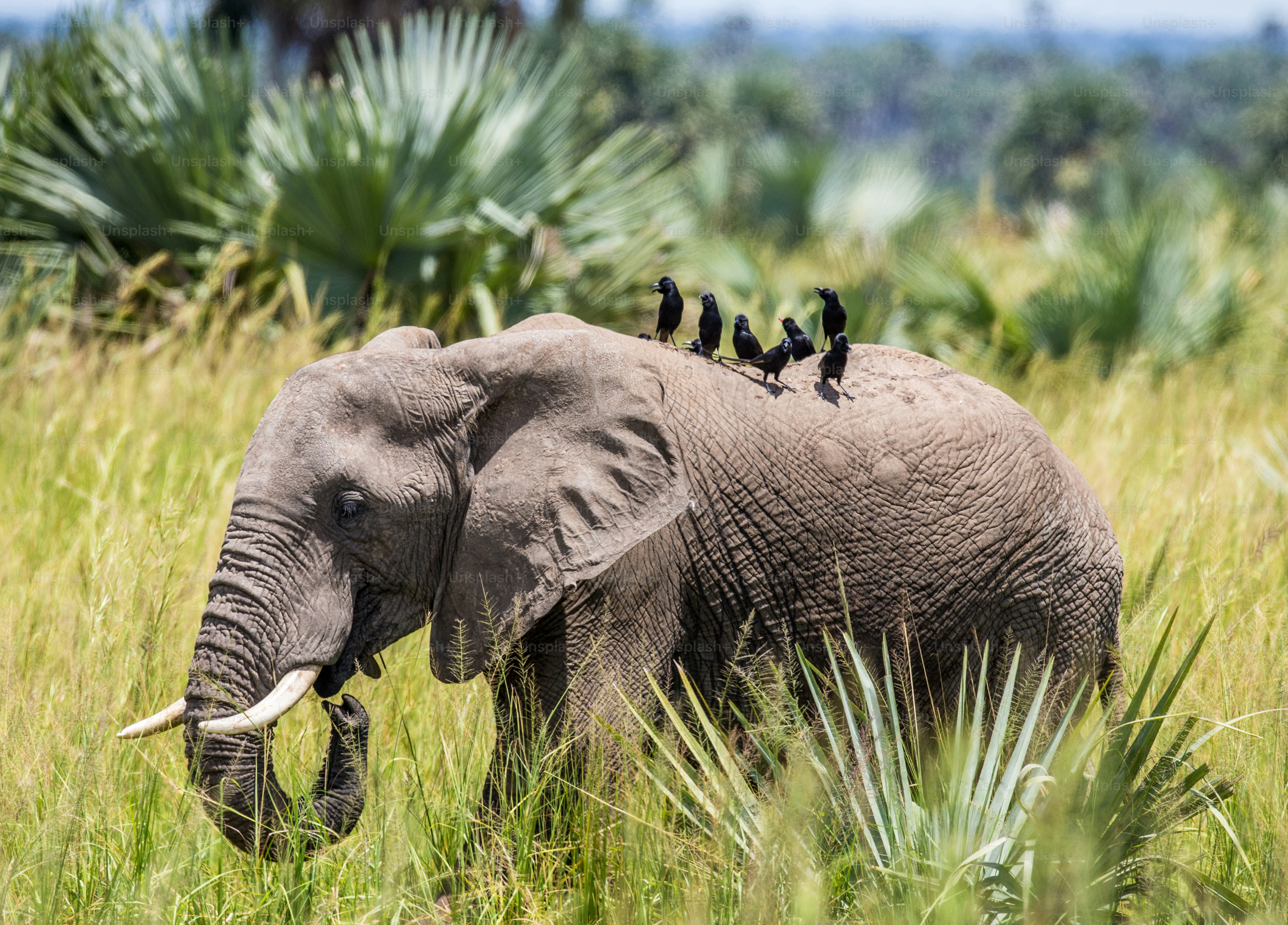 Еlephant walks along the grass with a bird on its back in the ...