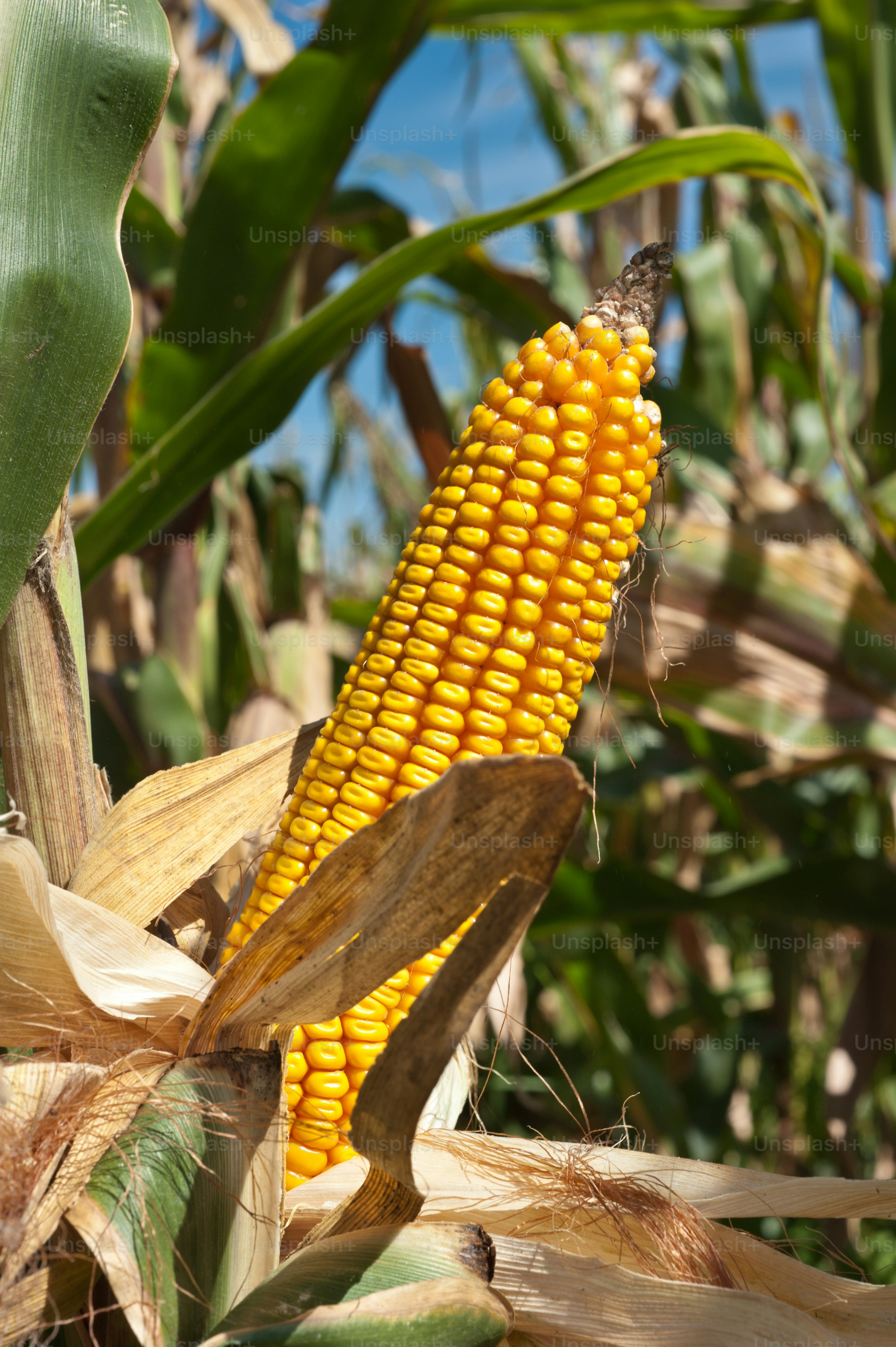 Corn field at harvest time photo – Growth Image on Unsplash