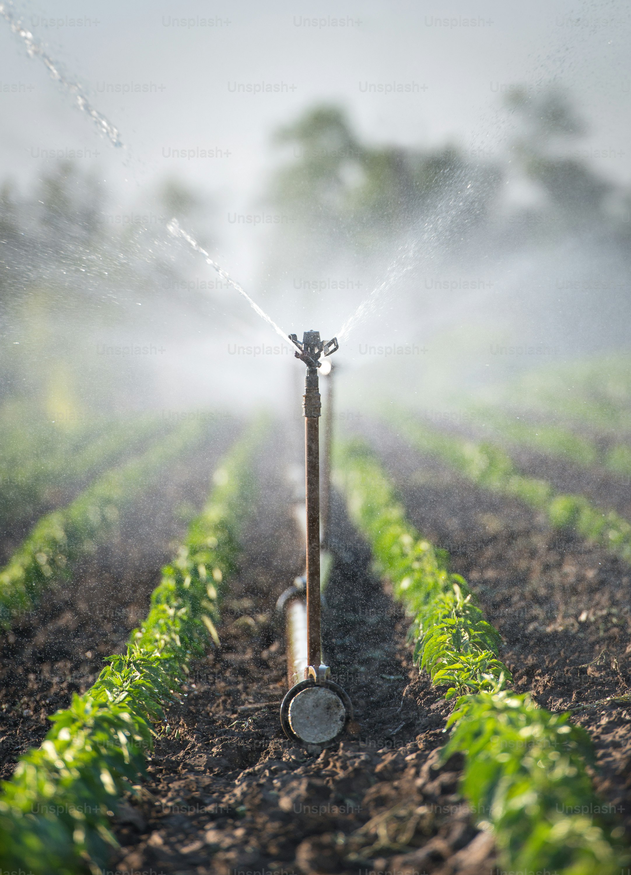 500+ Irrigation Pictures [HD] | Download Free Images on Unsplash