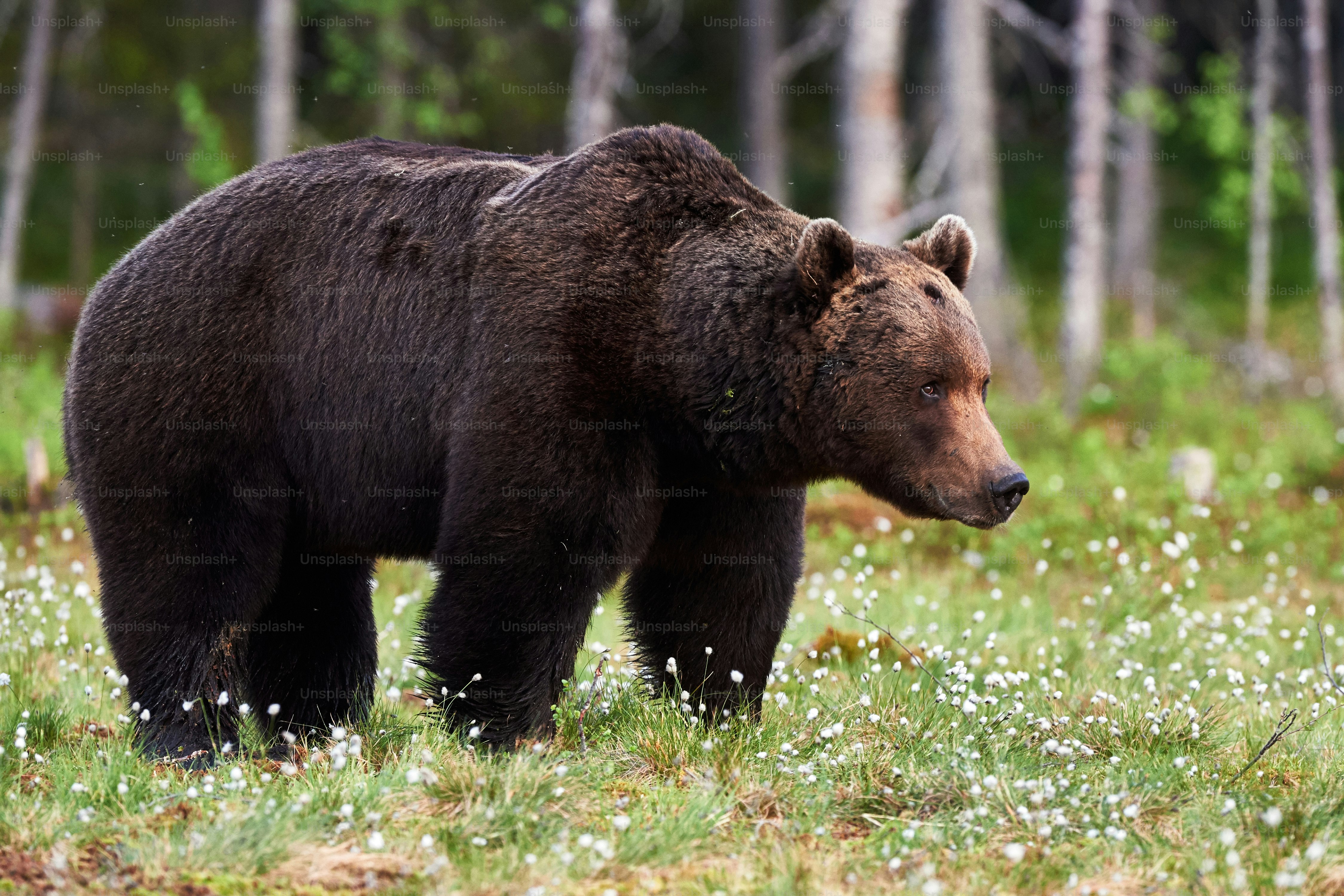 Temperate Deciduous Forest Bear