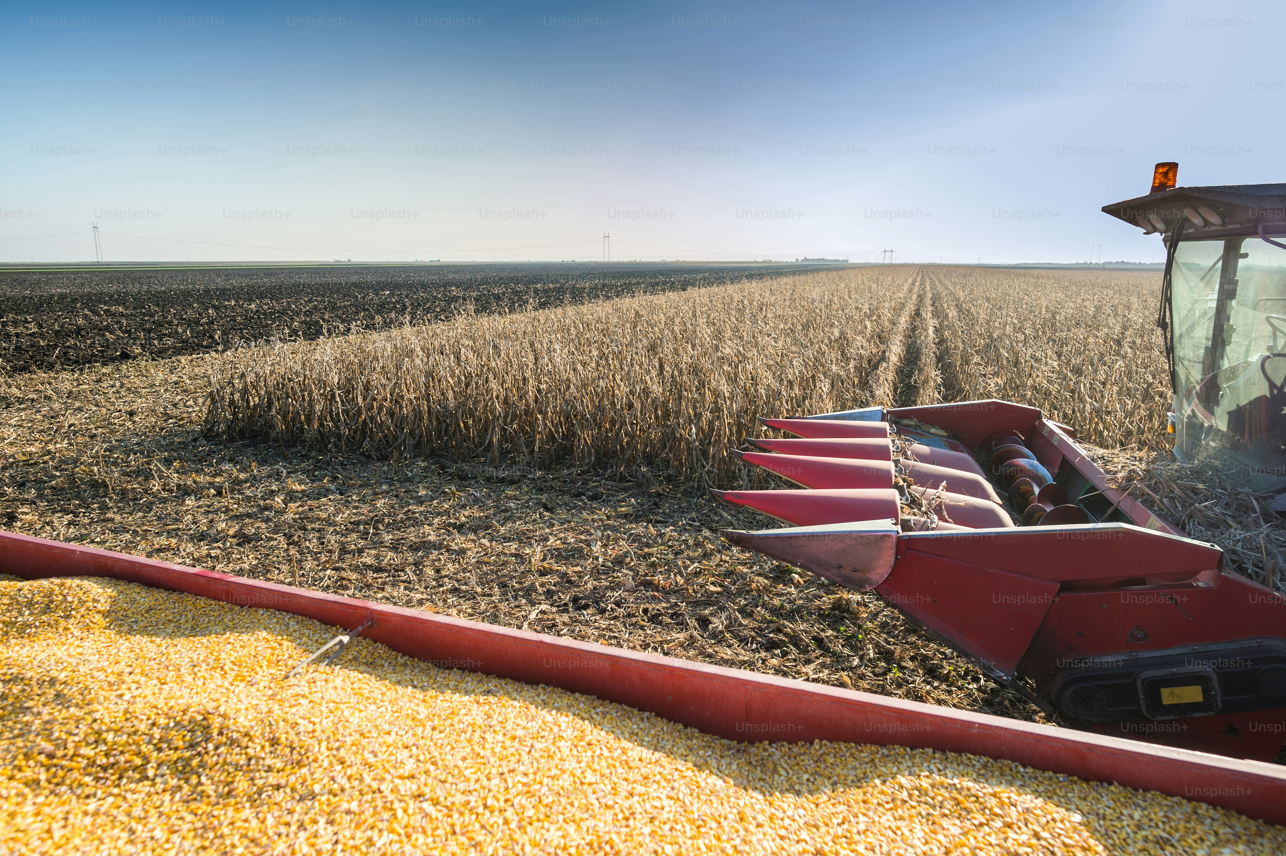 Harvesting of corn field in autumn photo – Crop - plant Image on Unsplash