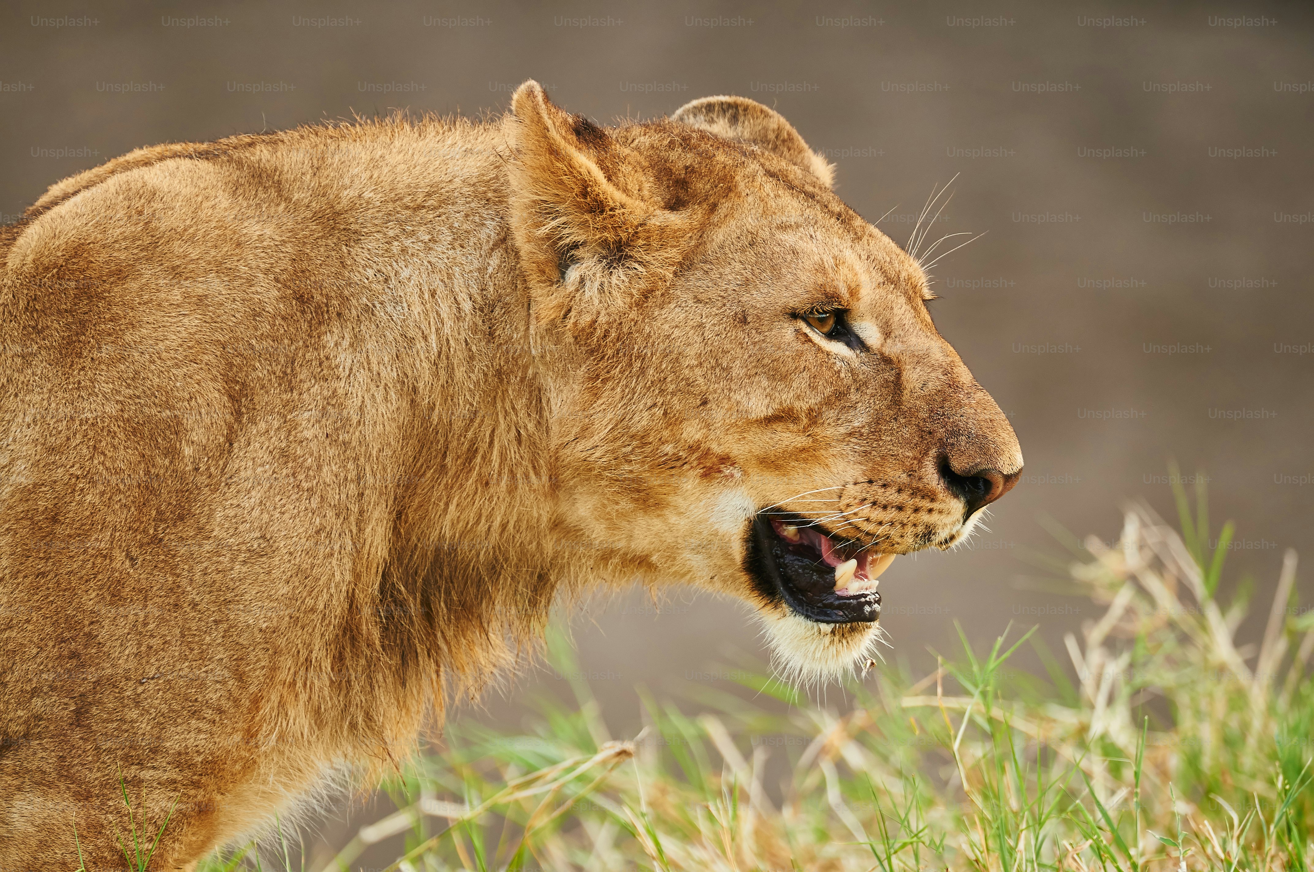 Close up image d'une lionne après la chasse photo – Animal Photo sur ...