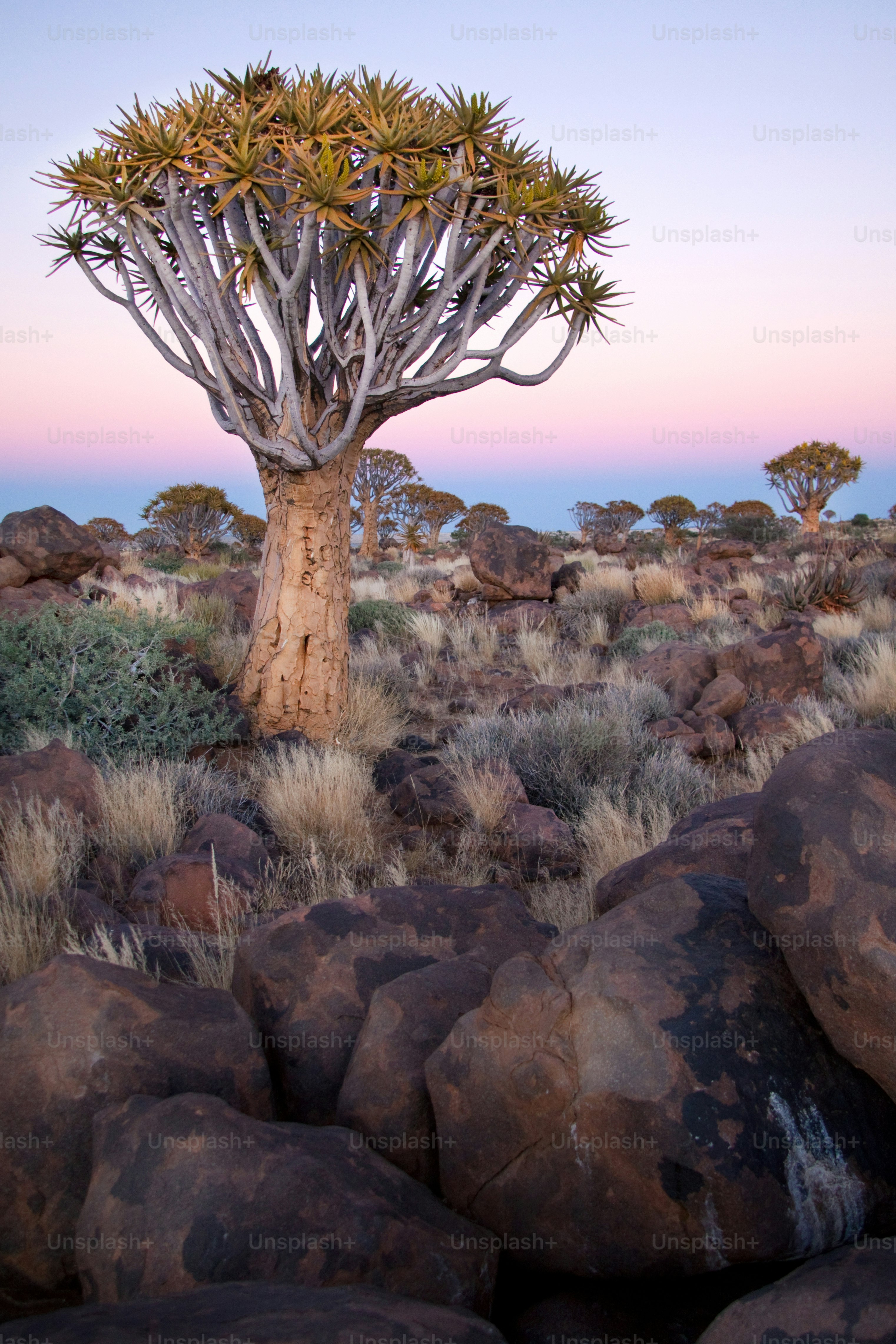 500+ Australian Outback Pictures [HD] | Download Free Images on Unsplash