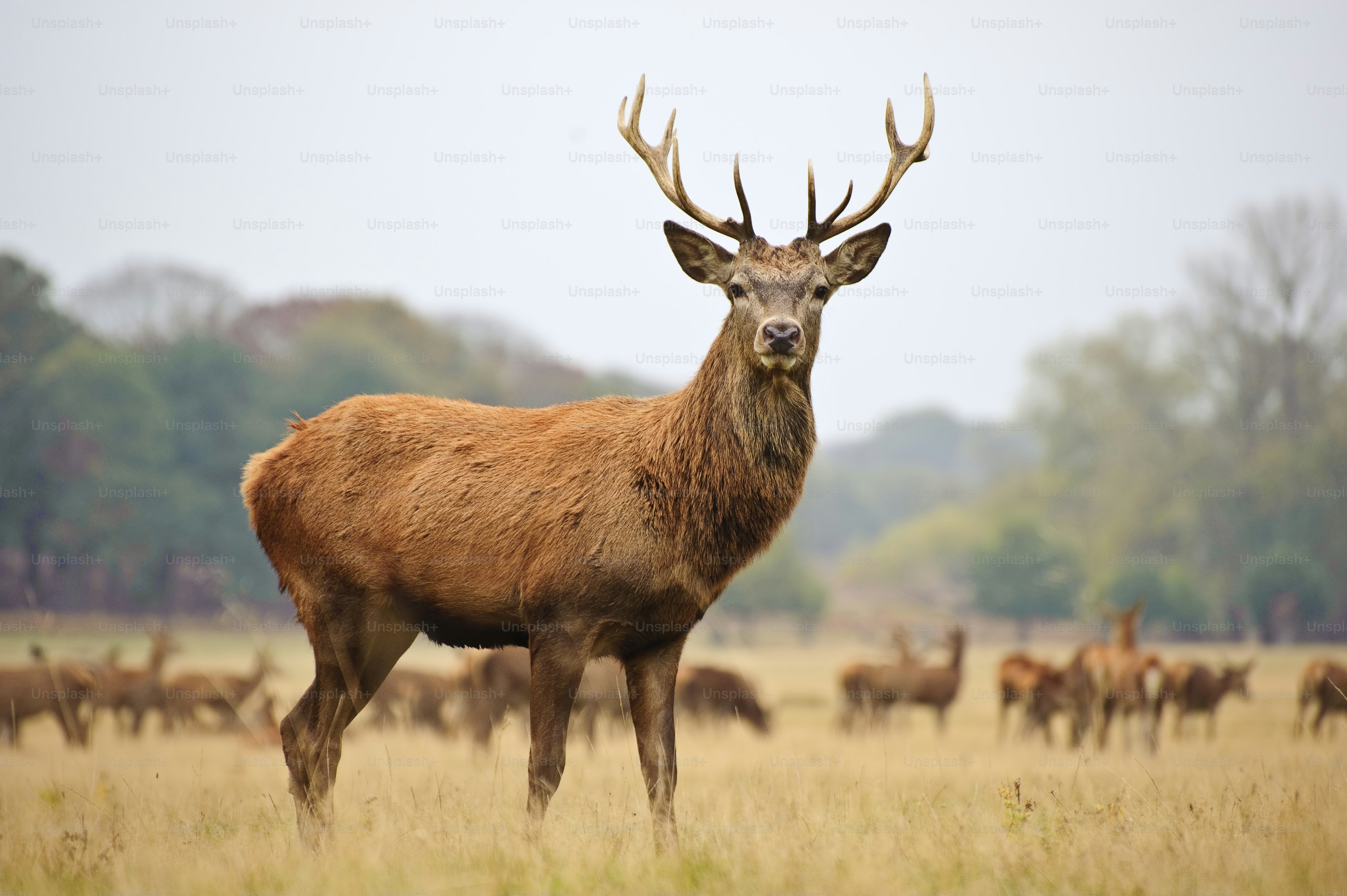 Portrait of majestic powerful adult red deer stag in Autumn Fall forest ...