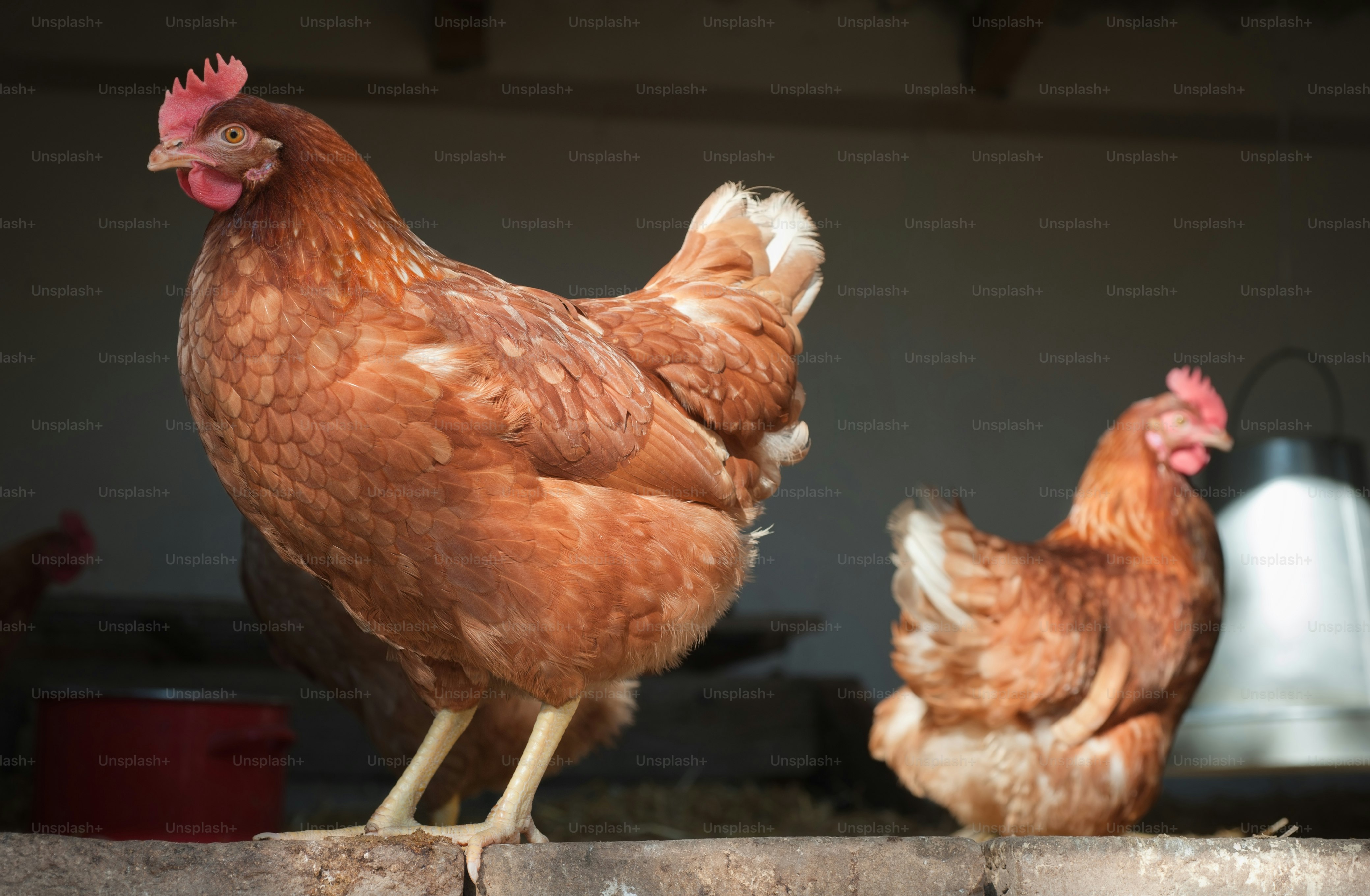 Chicken farm photo – Two birds Image on Unsplash