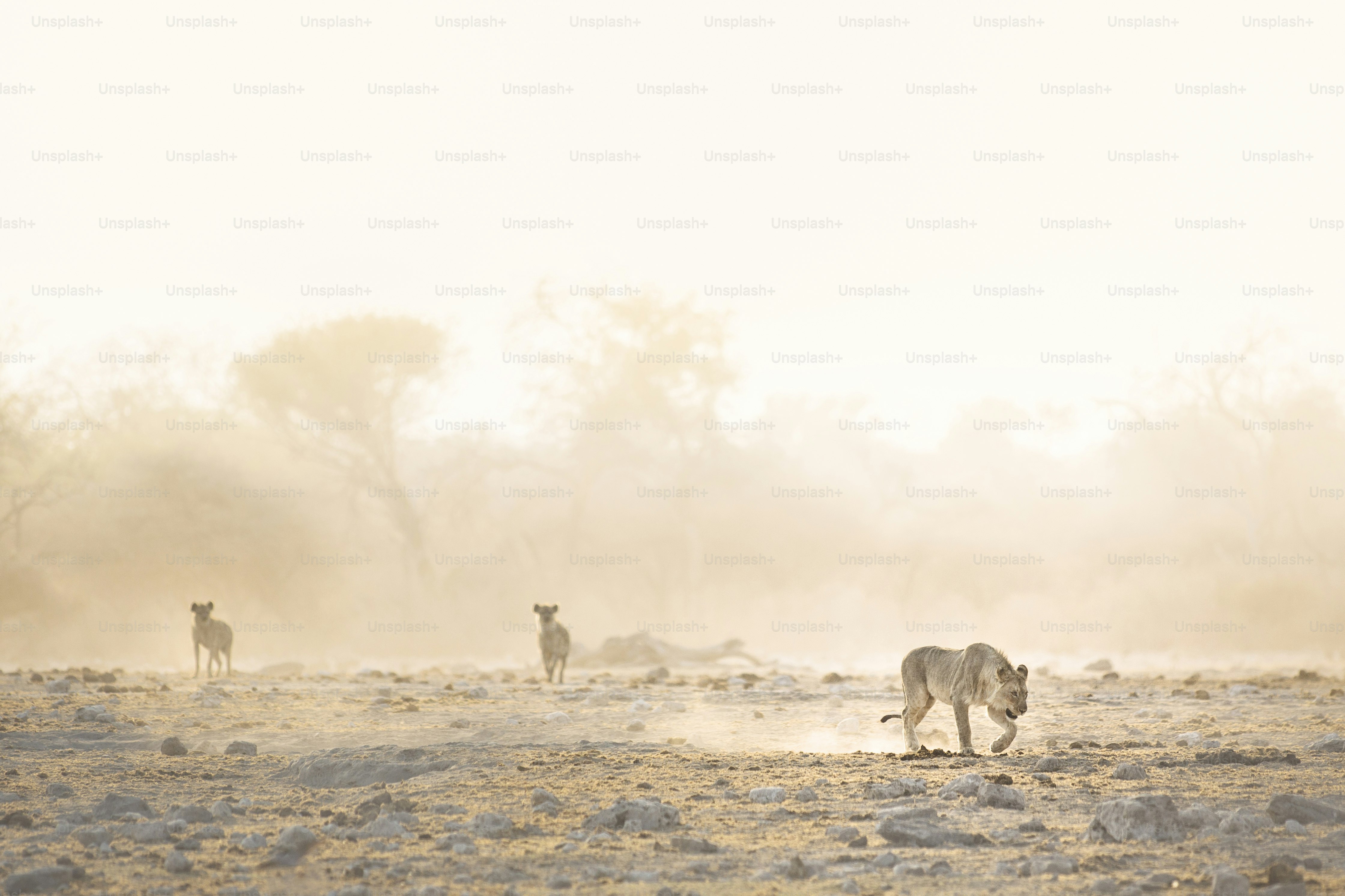 A lion walking through the dust photo – Etosha national park Image on ...