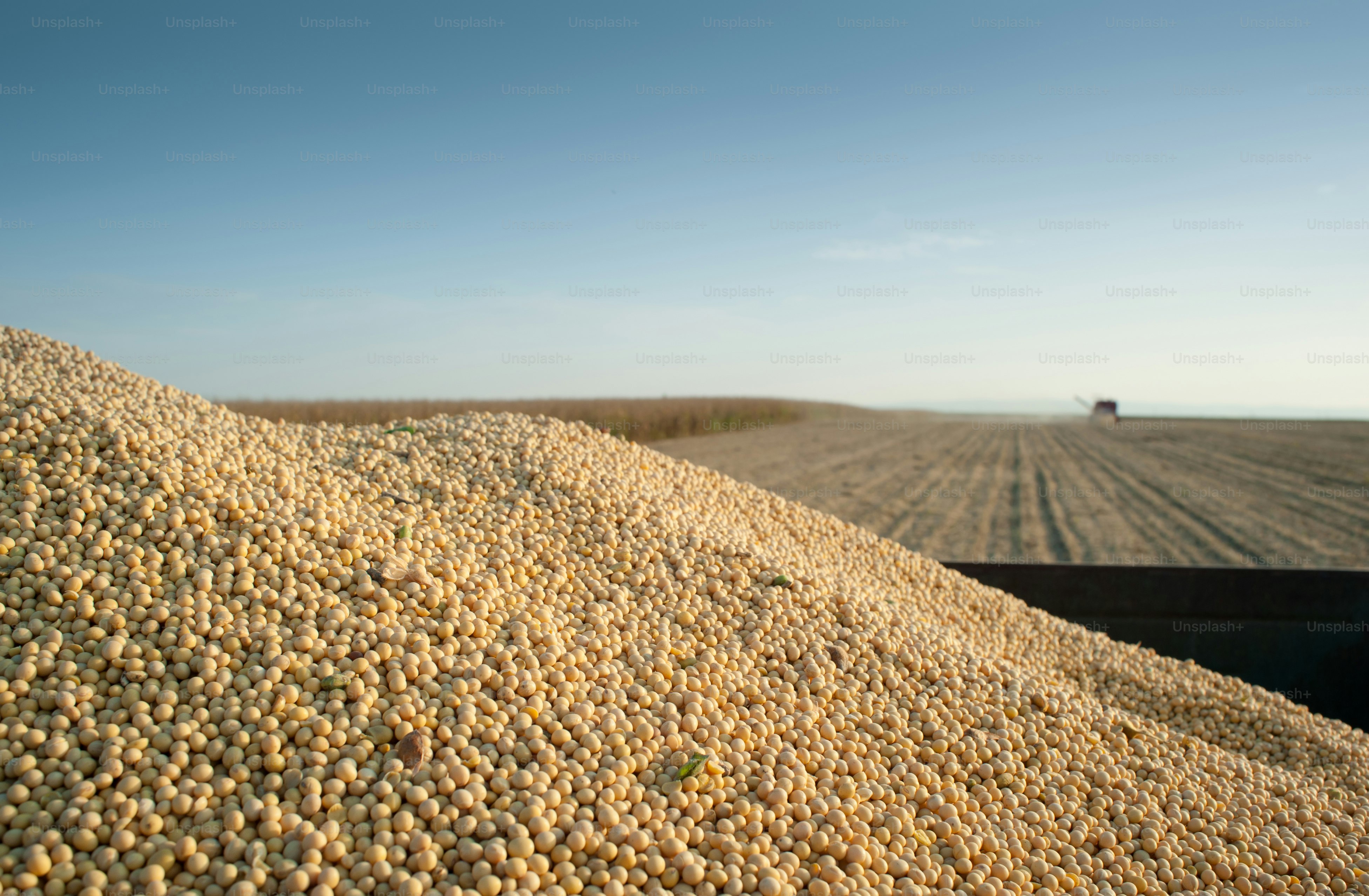 Soybean Harvest photo – Raw materials Image on Unsplash
