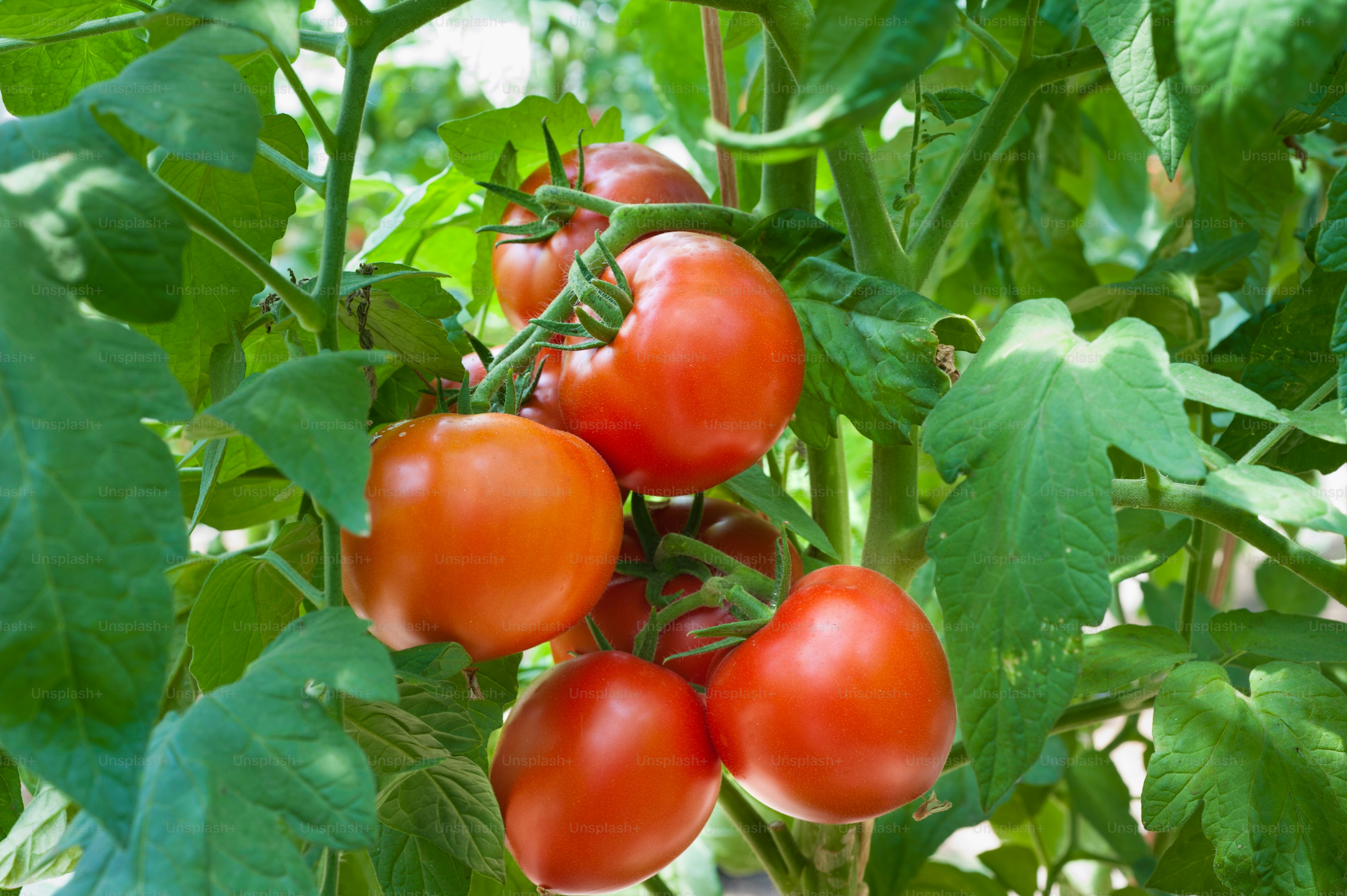 Tomate rojo de crecimiento en invernadero foto – Imagen de ...
