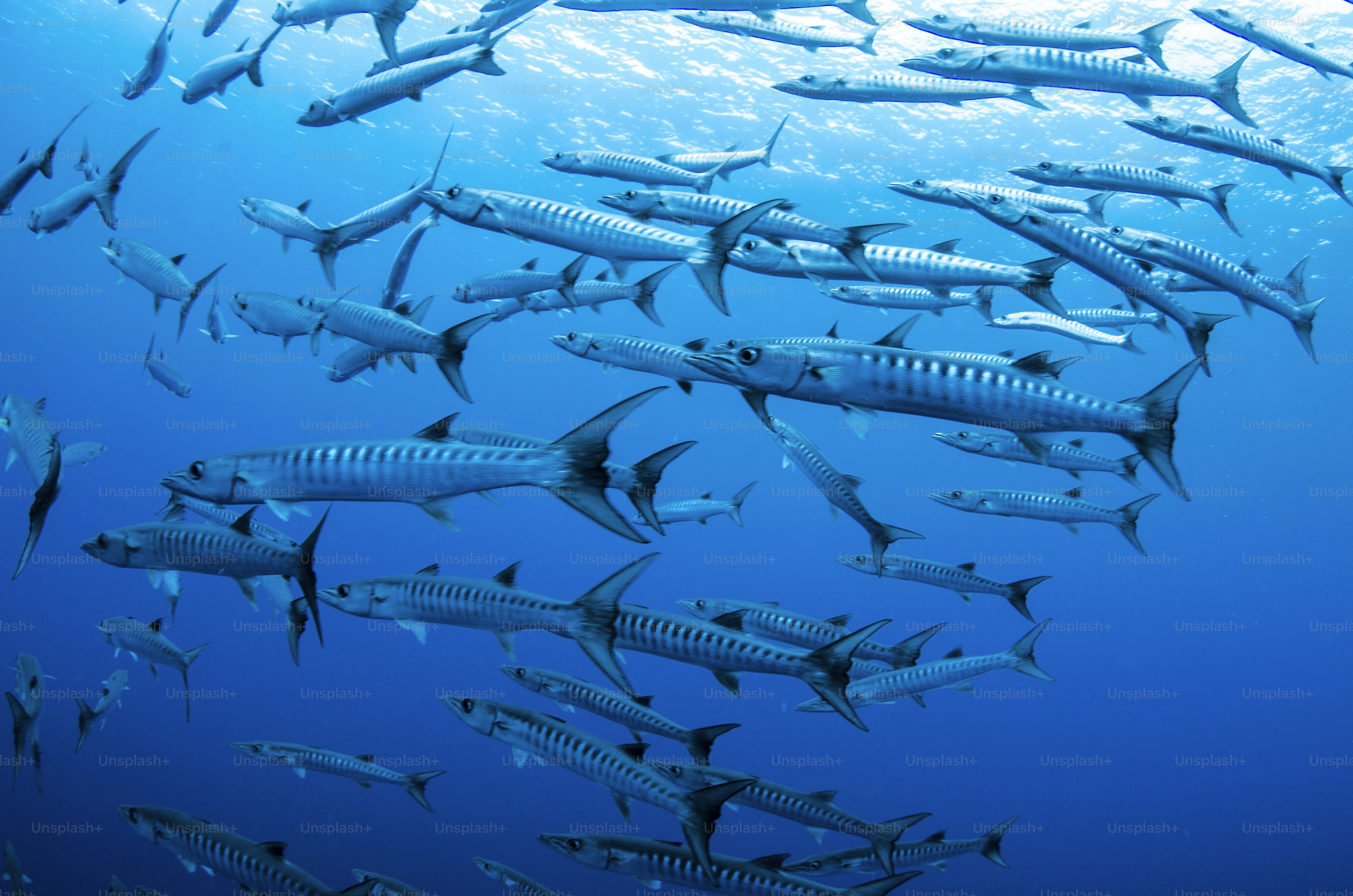 30k+ Big Fish Pictures | Download Free Images on Unsplash