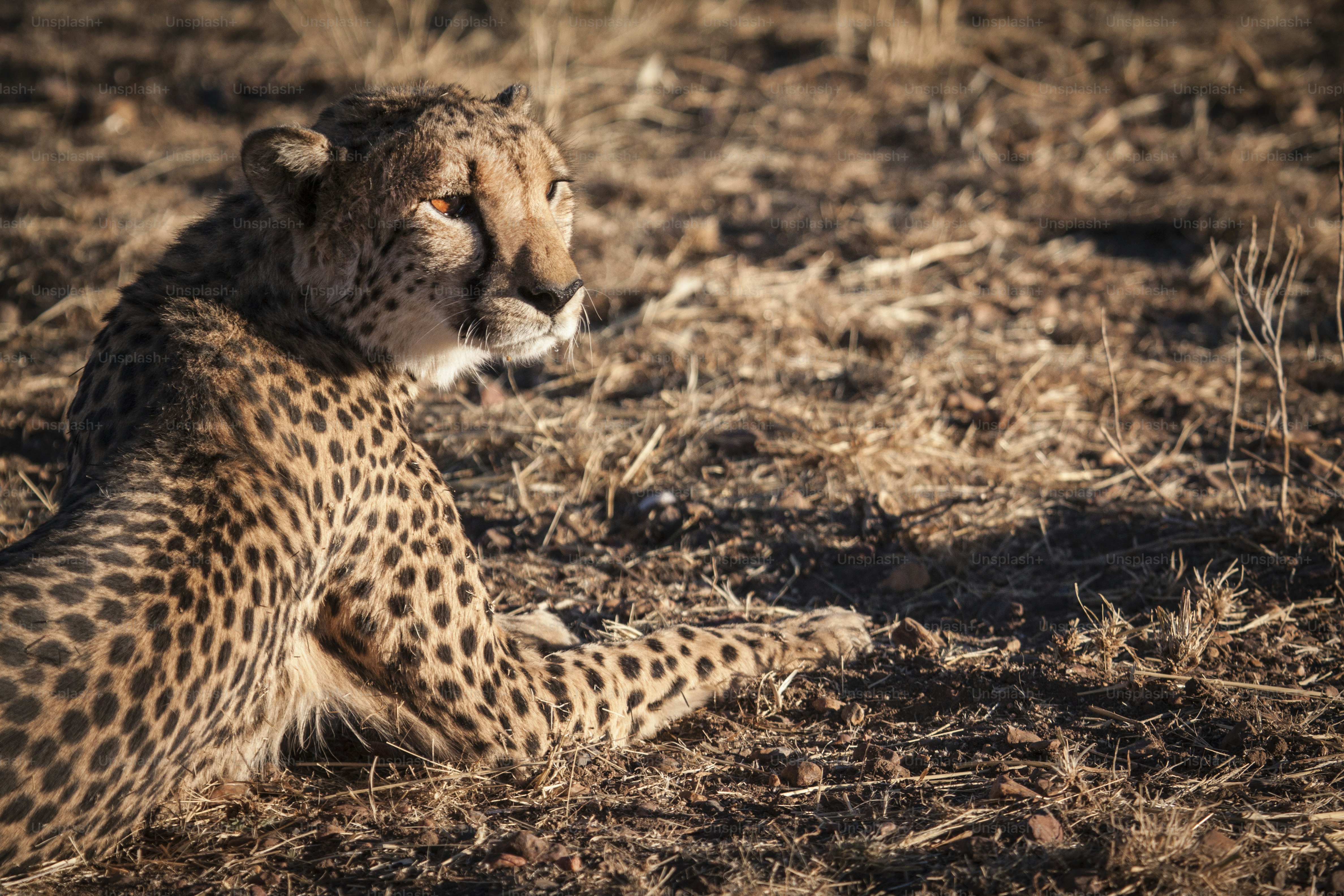 Cheetahs face photo – Pattern Image on Unsplash