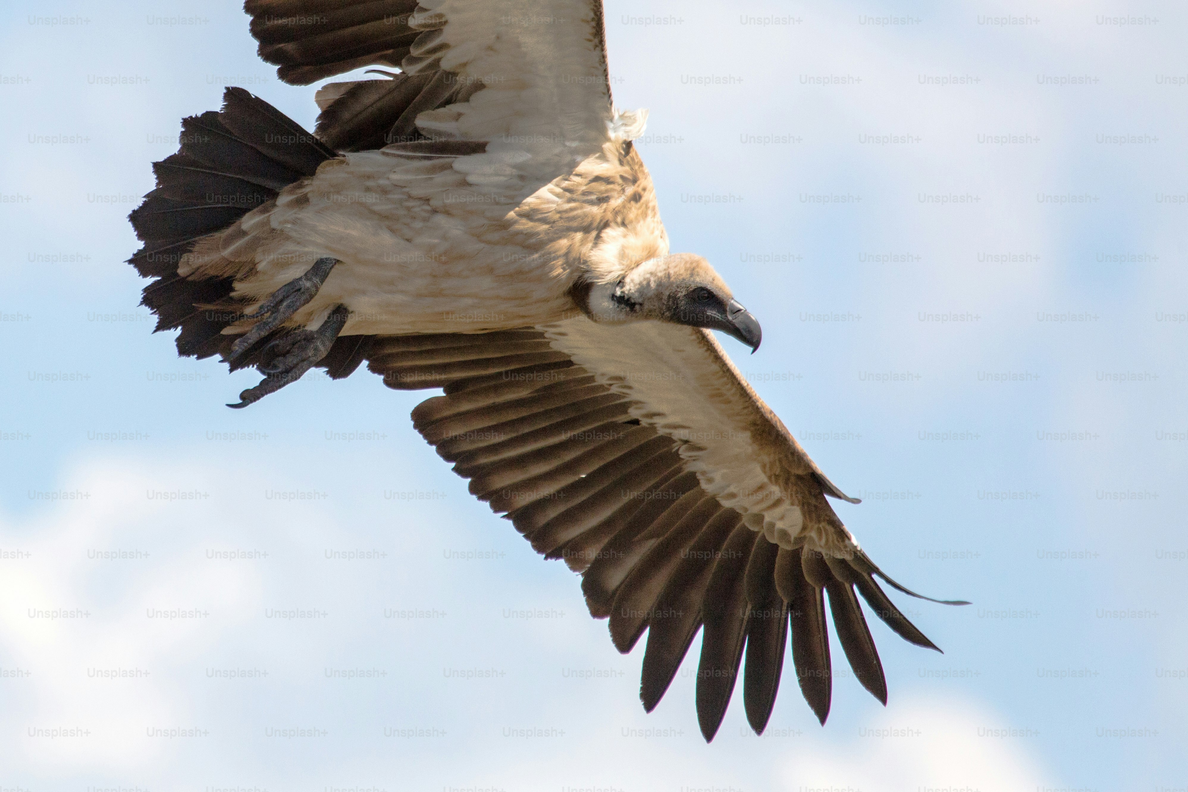 Vulture flying in blue sky photo – Condor Image on Unsplash