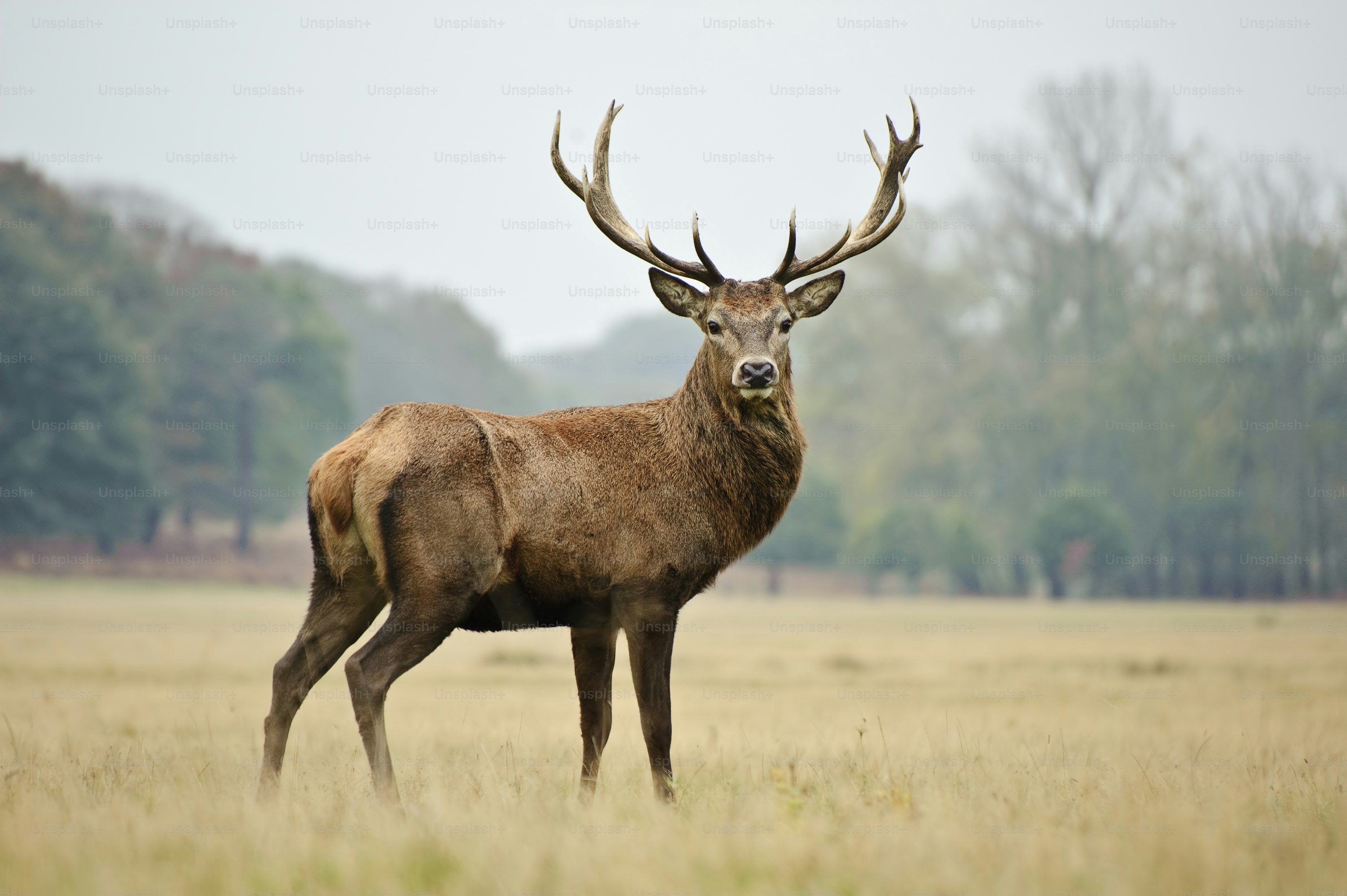30,000+ Stag Pictures | Download Free Images on Unsplash