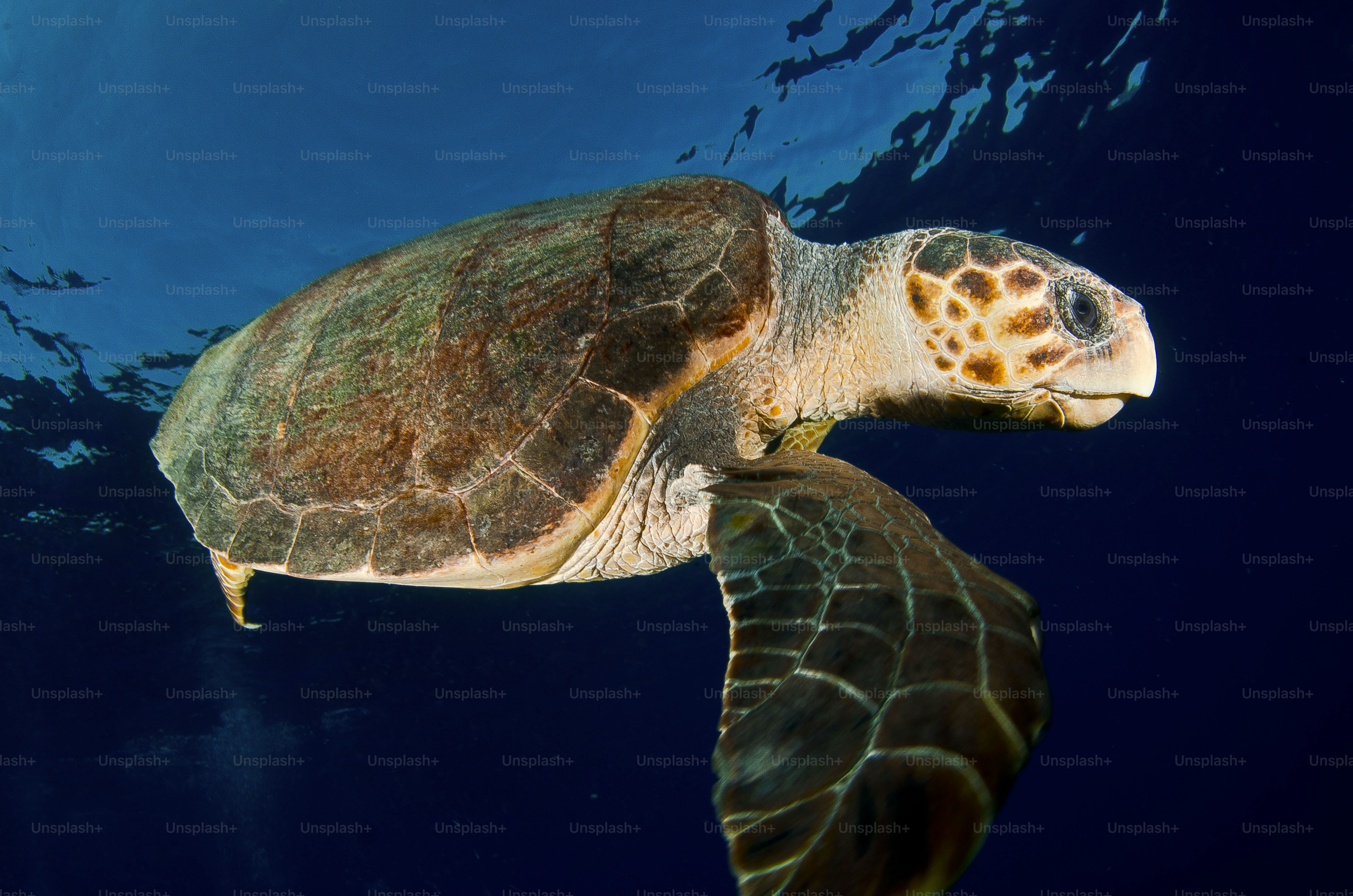 Green Sea Turtle Shell