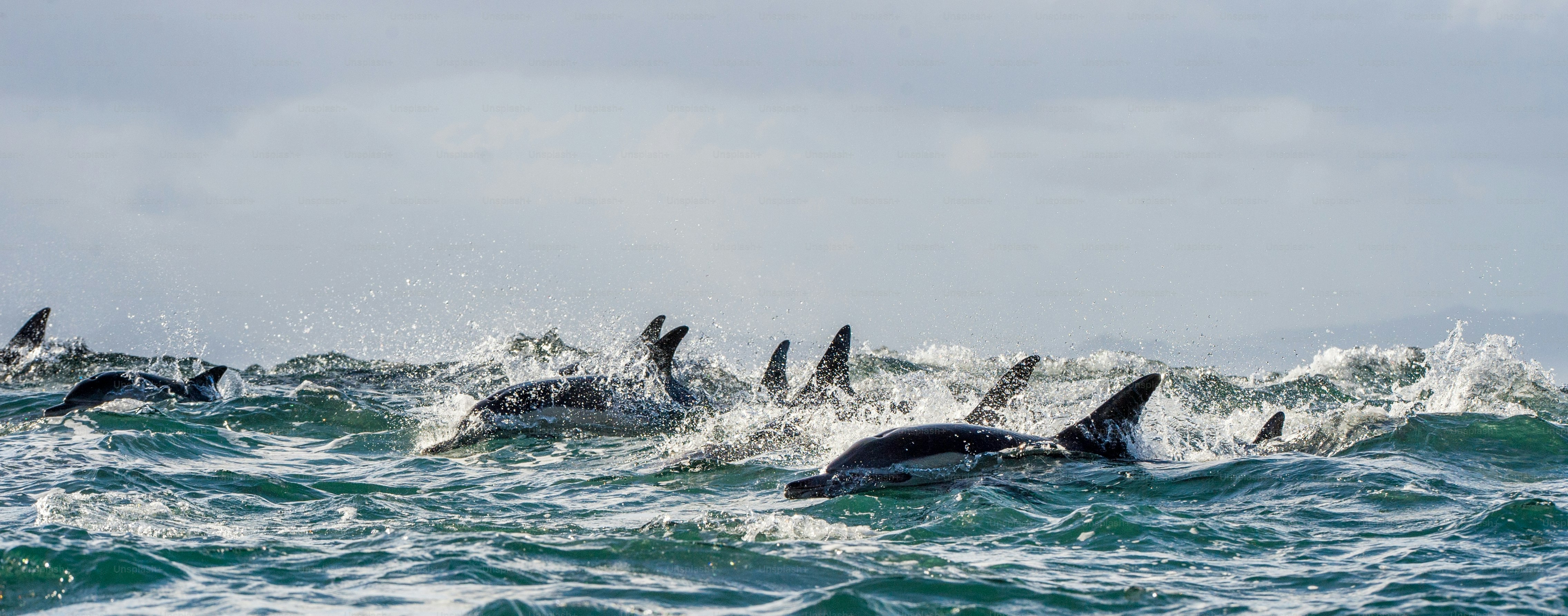 Dolphin Jumping Pictures | Download Free Images on Unsplash