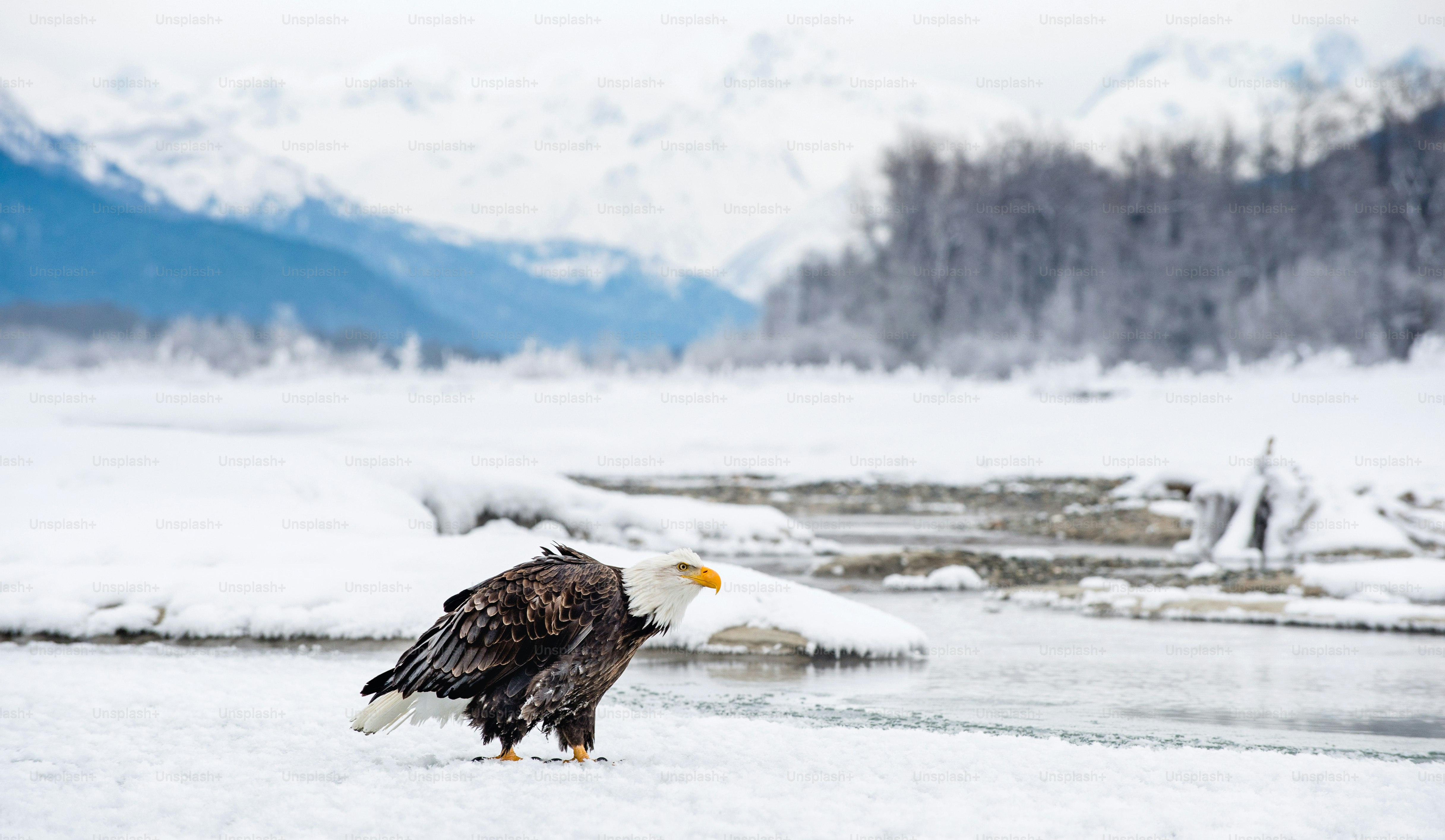 The Bald eagle ( Haliaeetus leucocephalus ) sits on snow. Alaska photo ...