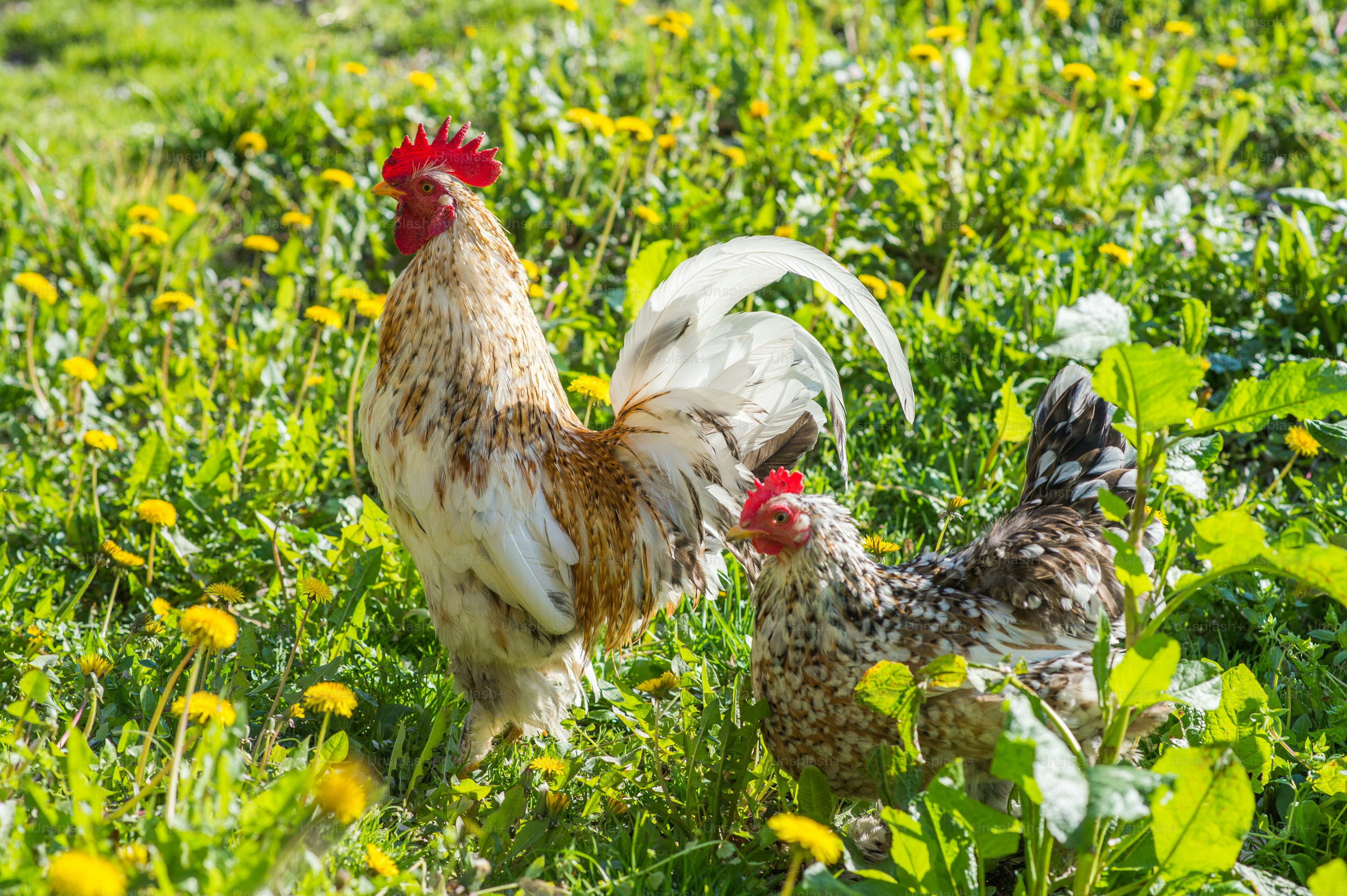 Coq et poule sur prairie photo – Oiseau Photo sur Unsplash