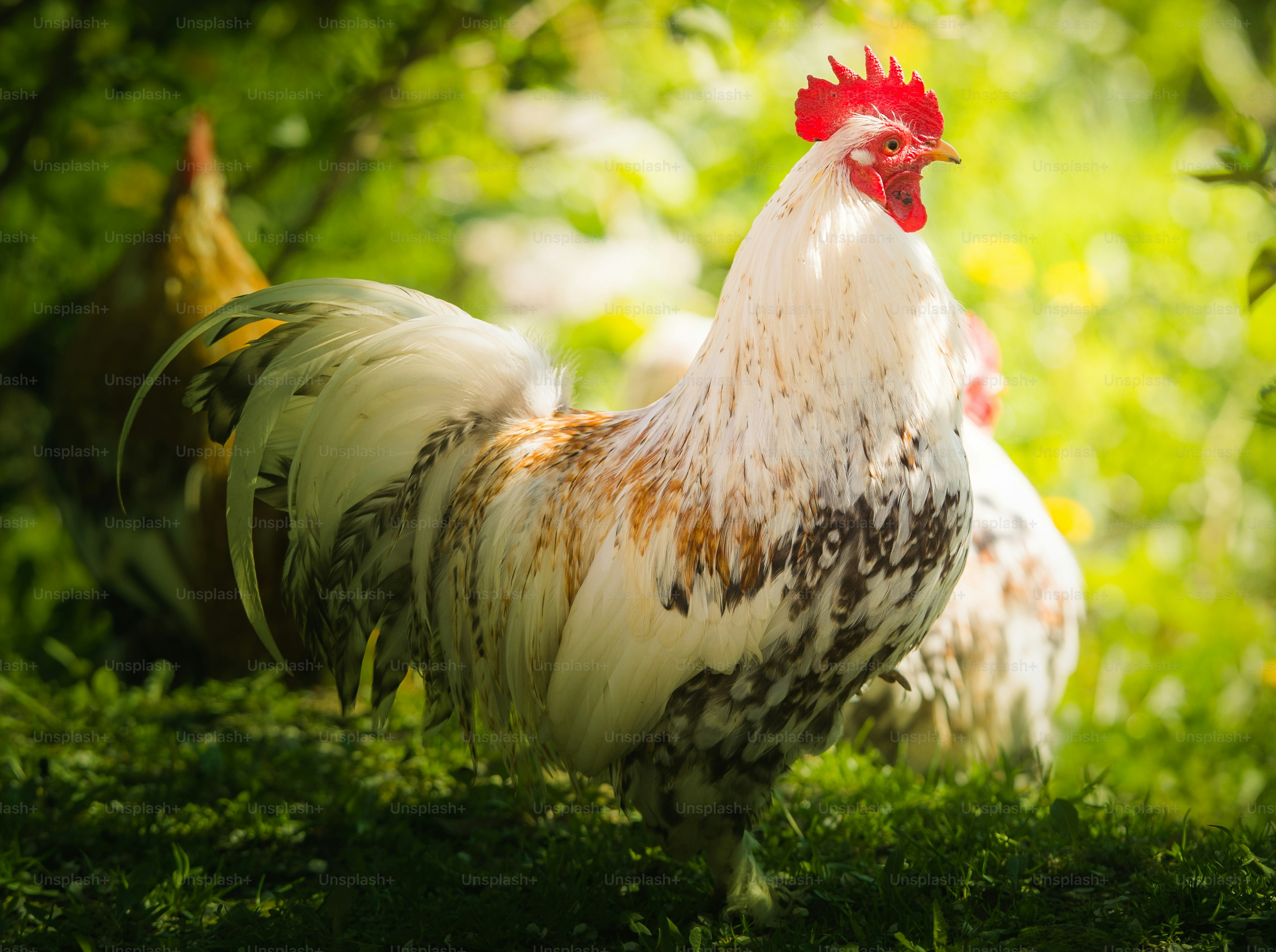 Rooster and hen on meadow photo – Animal Image on Unsplash