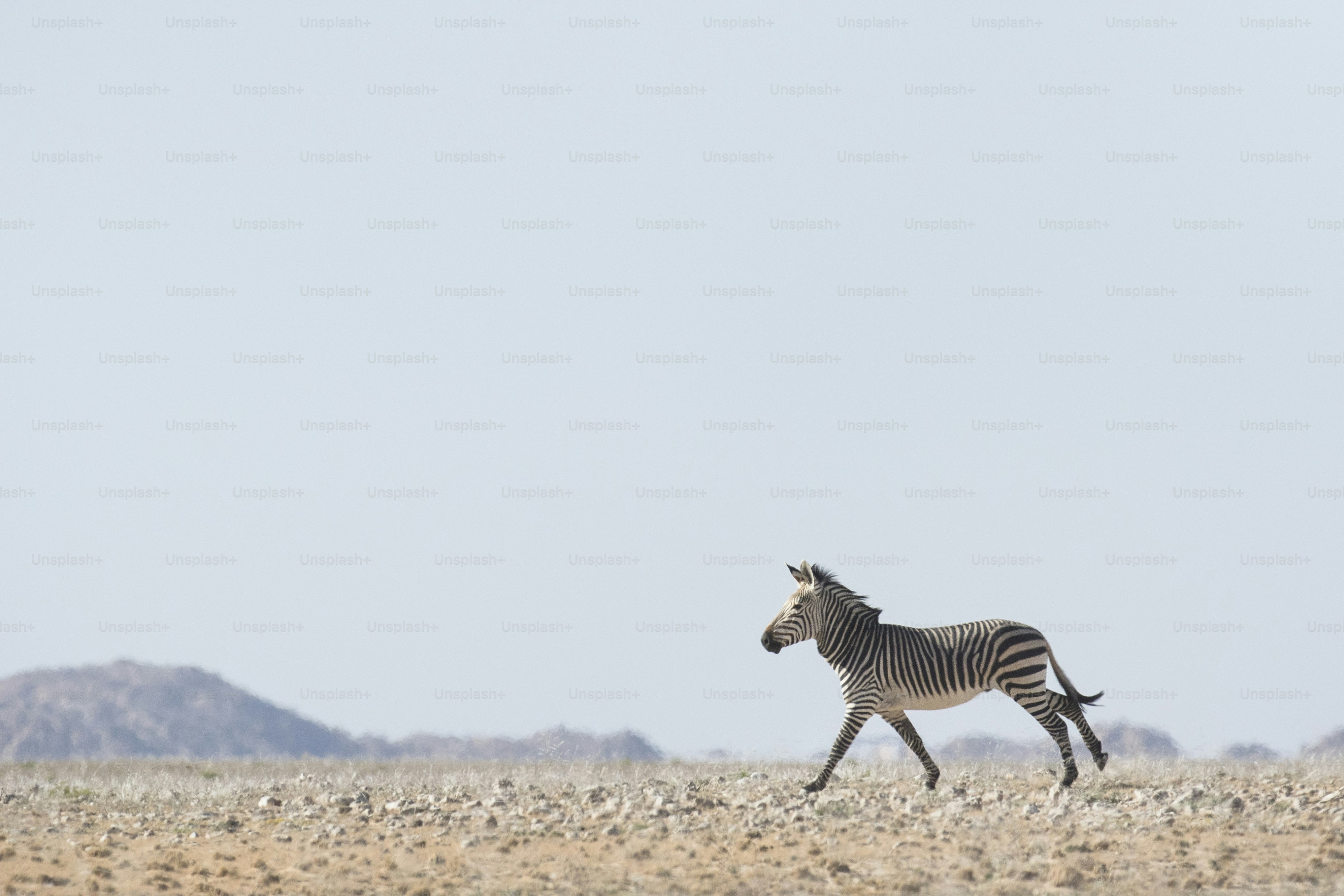 Haartmans Mountain Zebra photo – Running Image on Unsplash