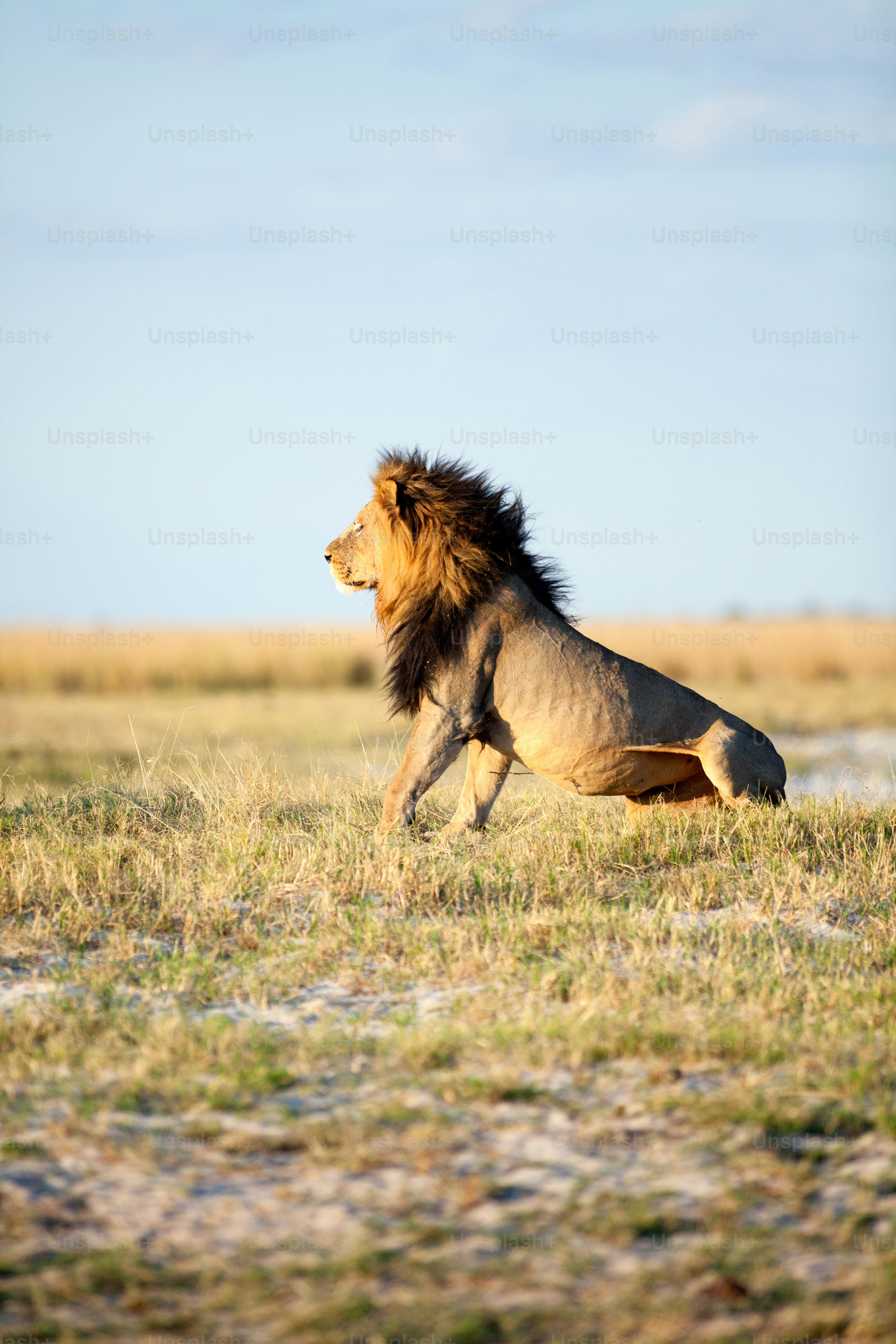 750+ Lion King Pictures | Download Free Images on Unsplash