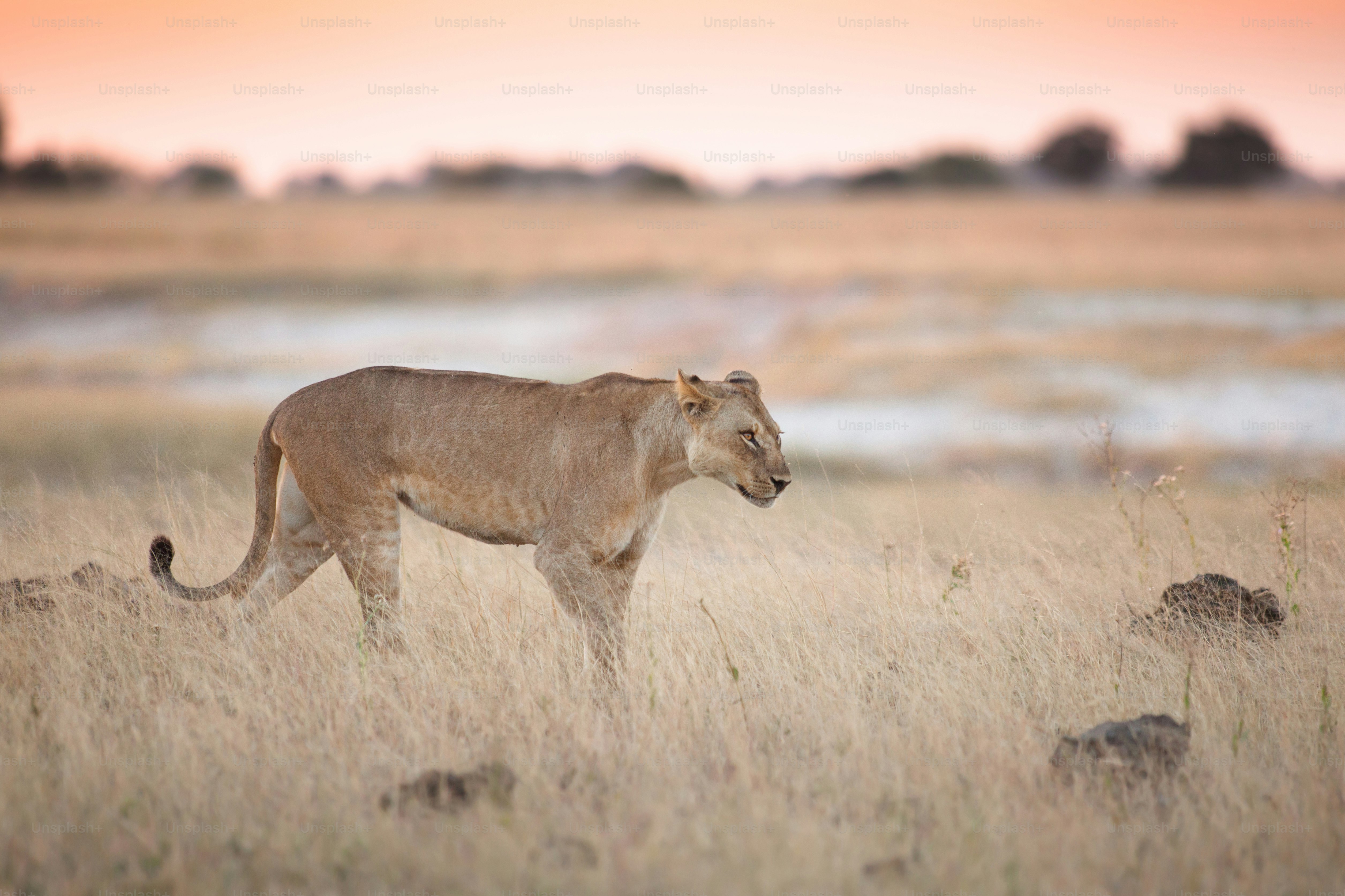 Lioness walking through the veld photo – Feline Image on Unsplash