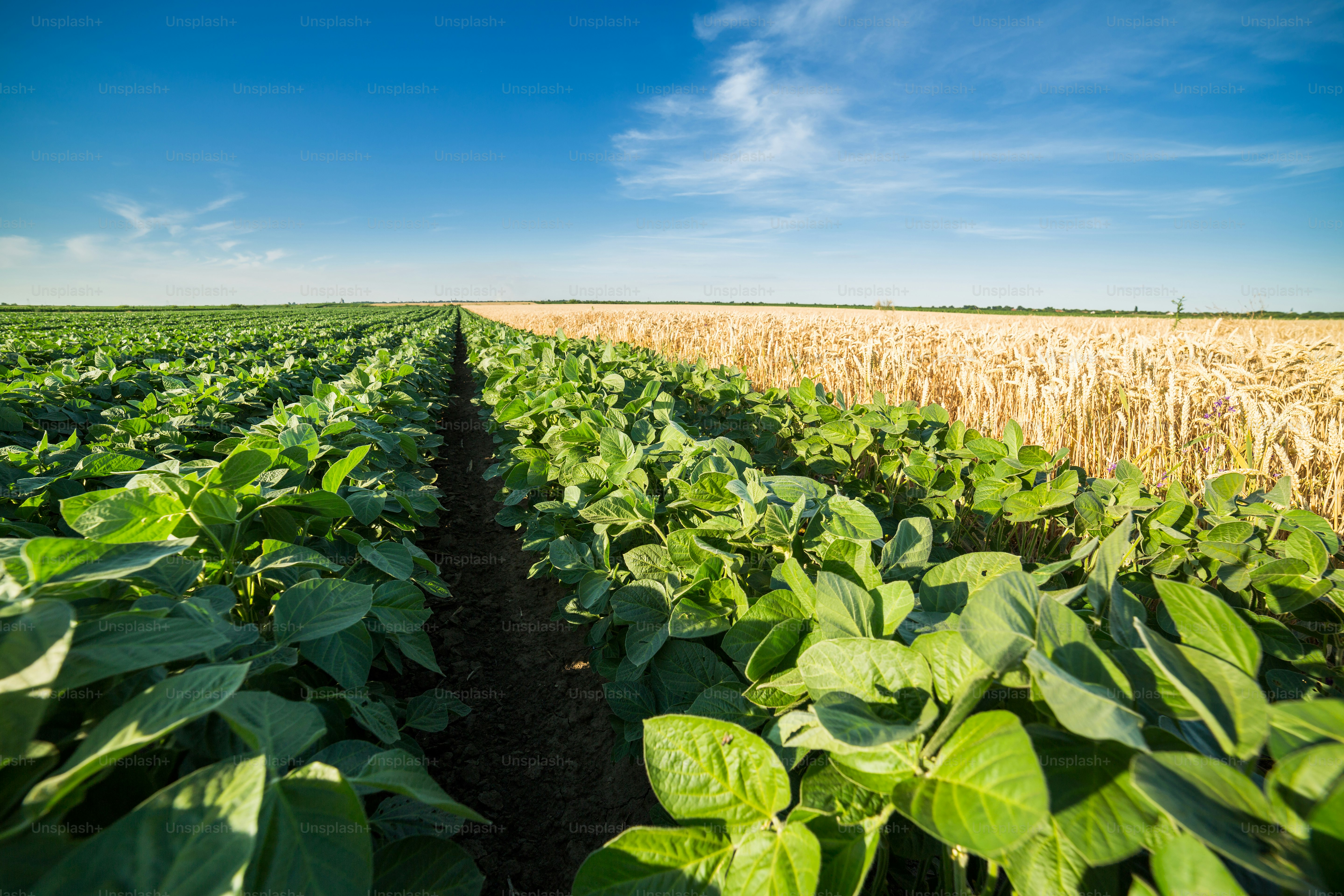 Soybean Field Ripe