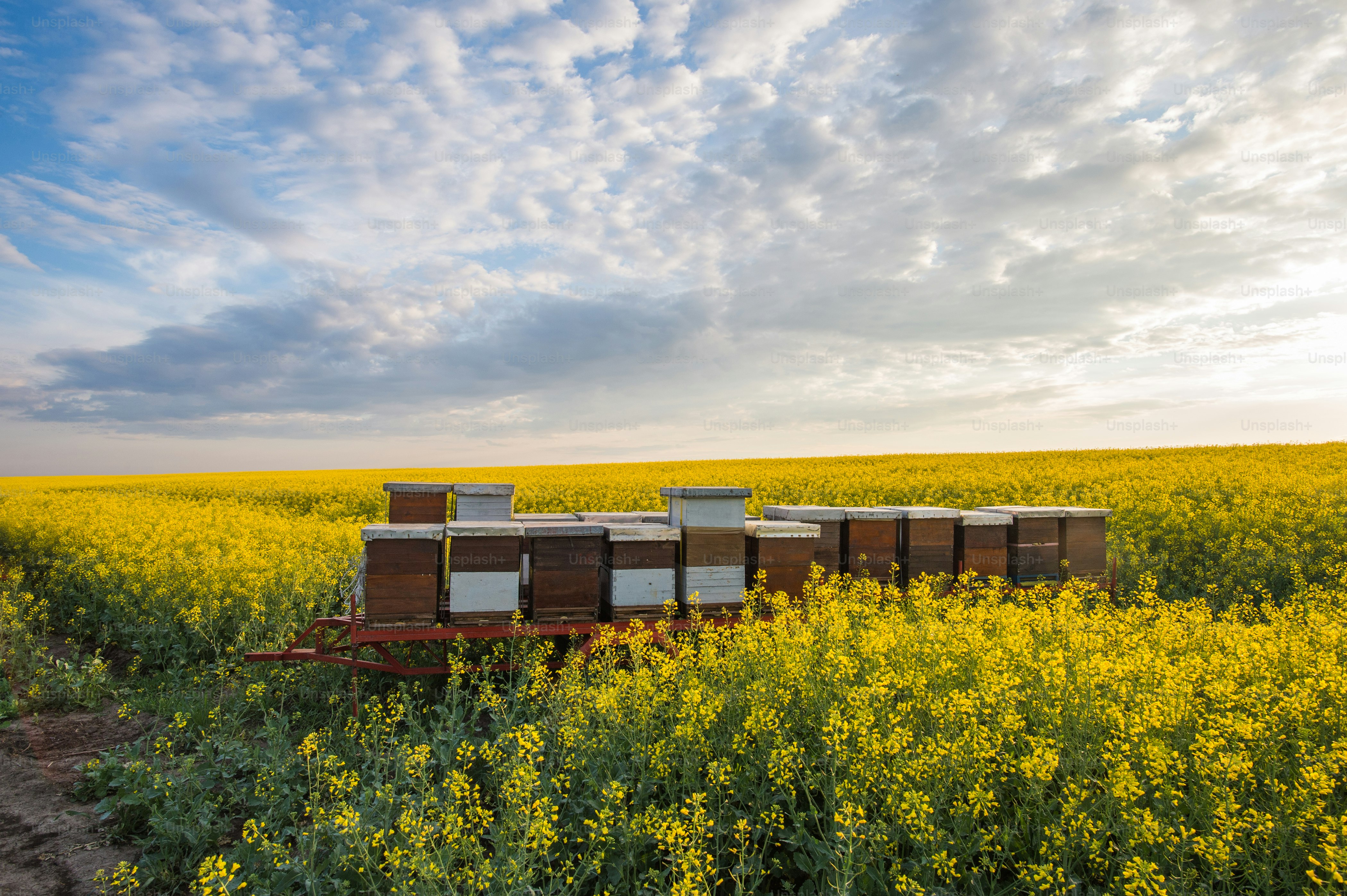 Pollinisation Des Abeilles Photos | Télécharger des images gratuites ...