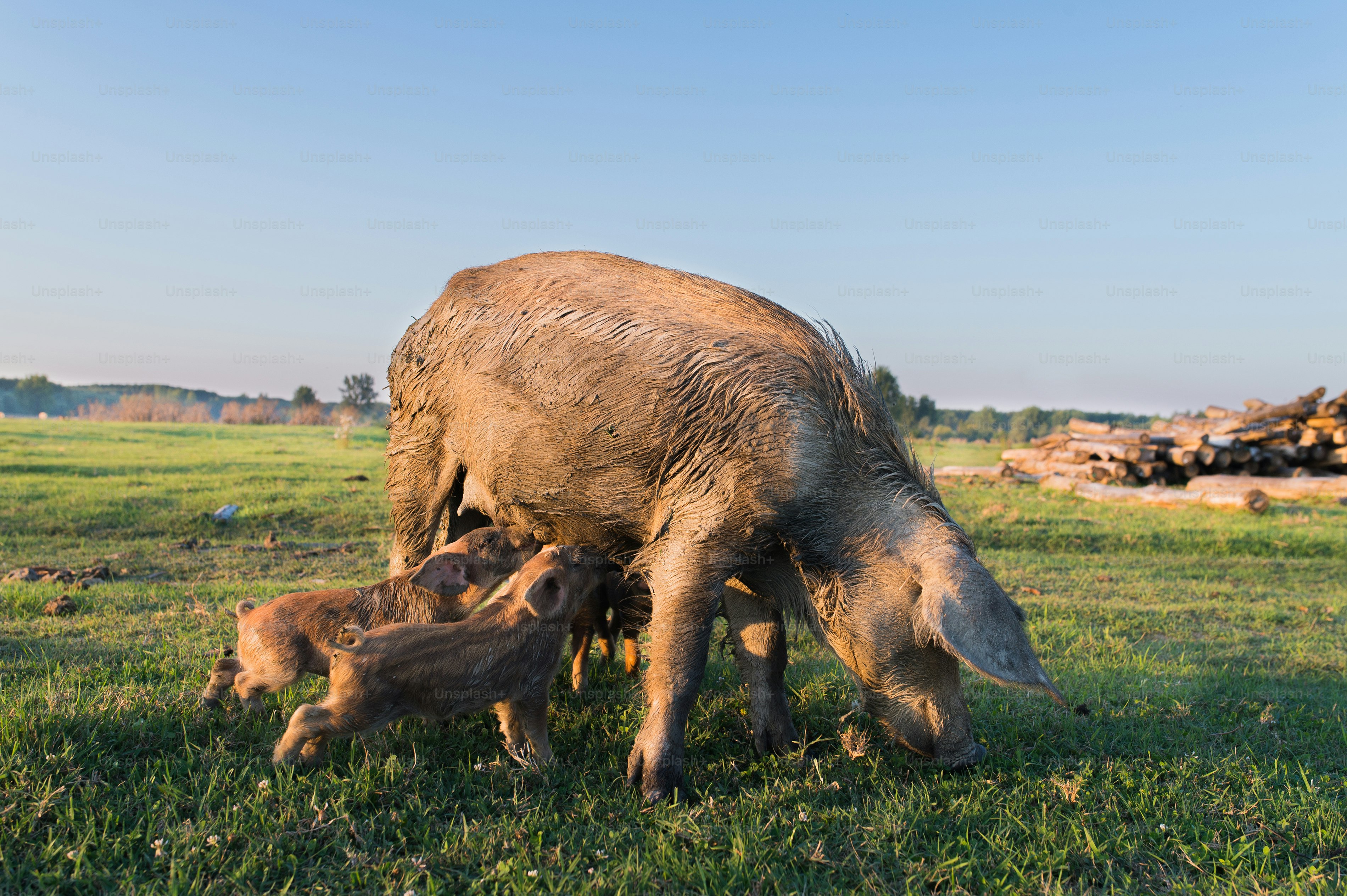 A small piglet in the farm. Swine in a stall. Shallow depth of field ...