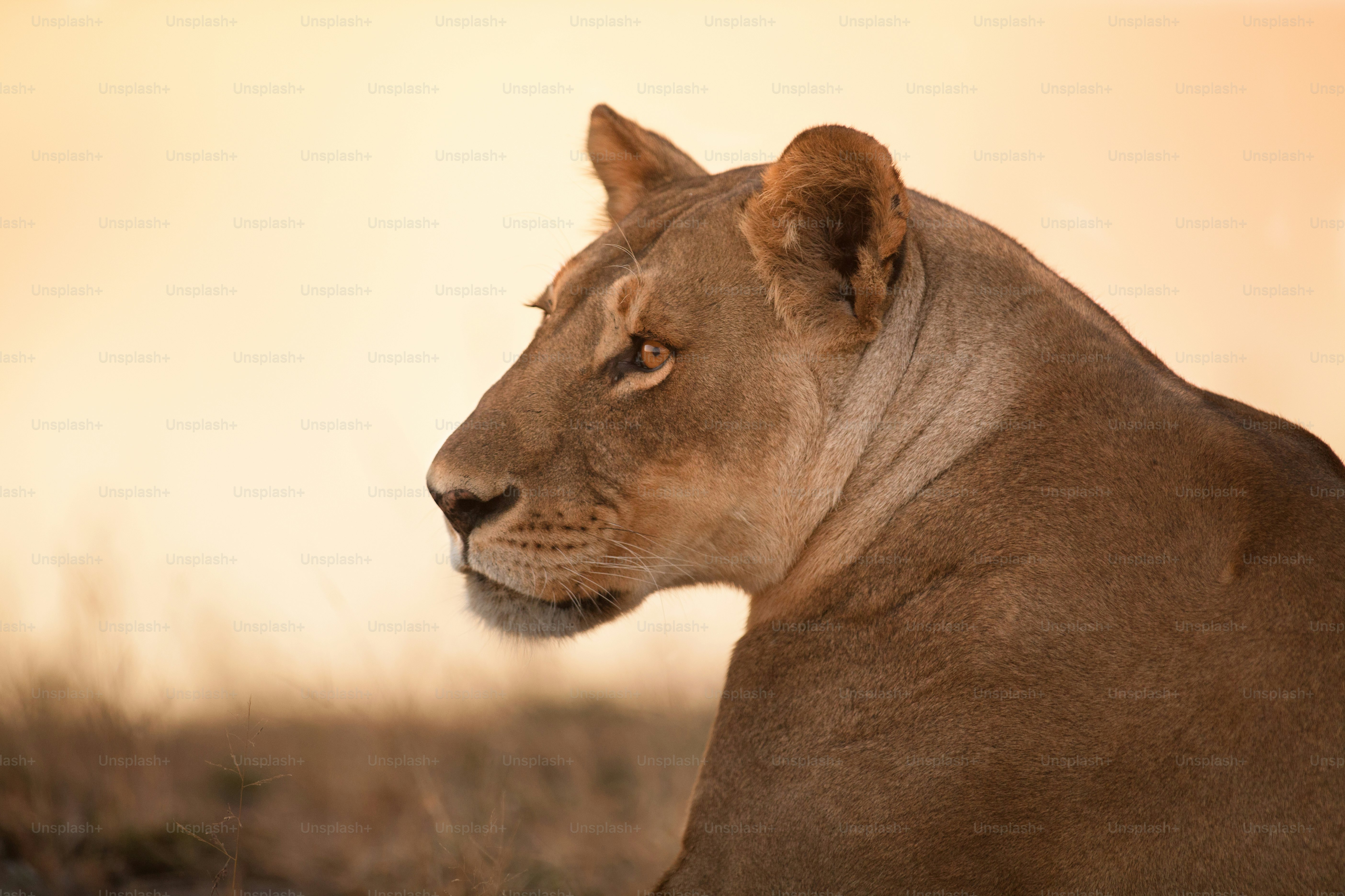 Lioness in the sunset photo – Animal Image on Unsplash