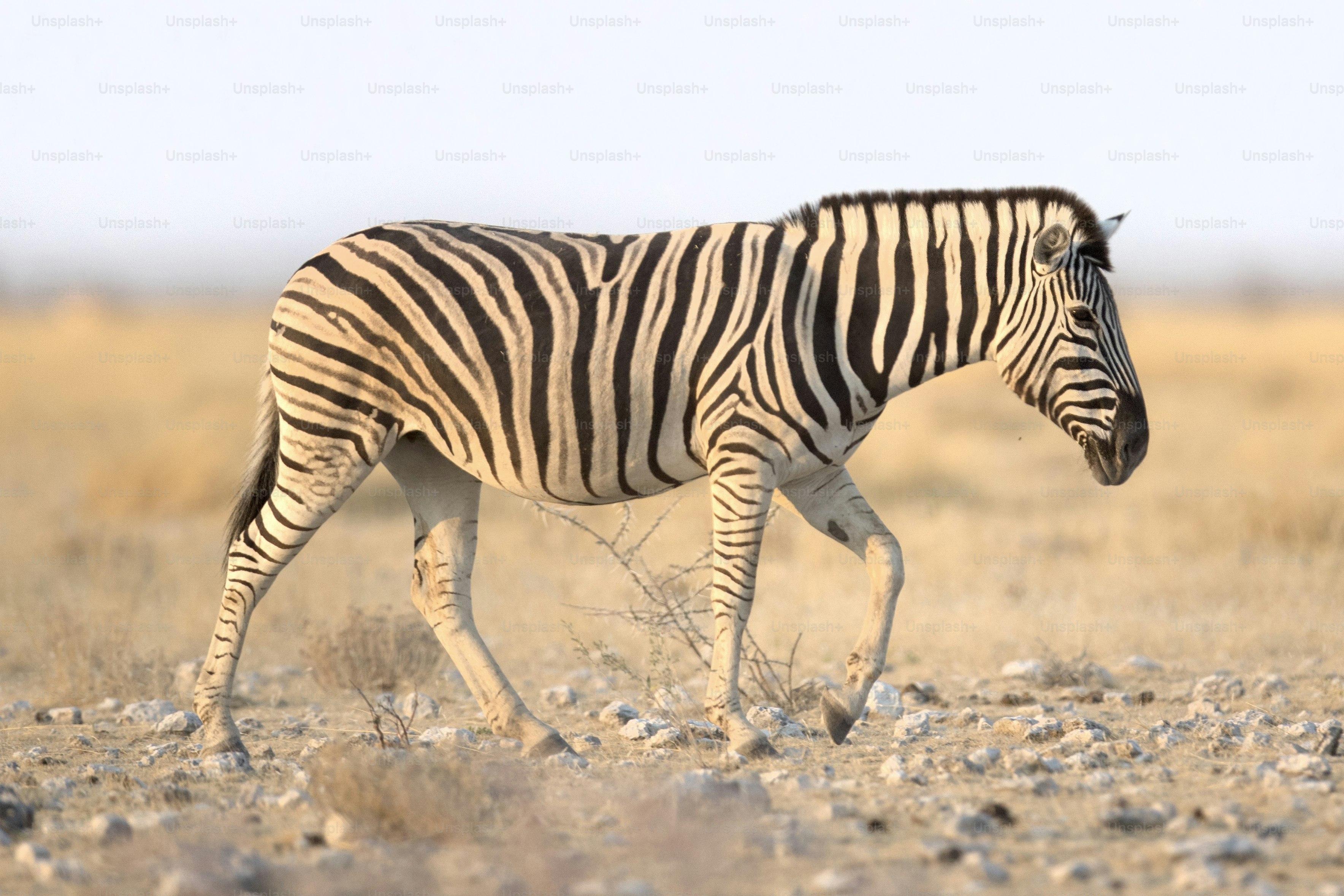 Zebra in Etosha National Park photo – Zebra Image on Unsplash