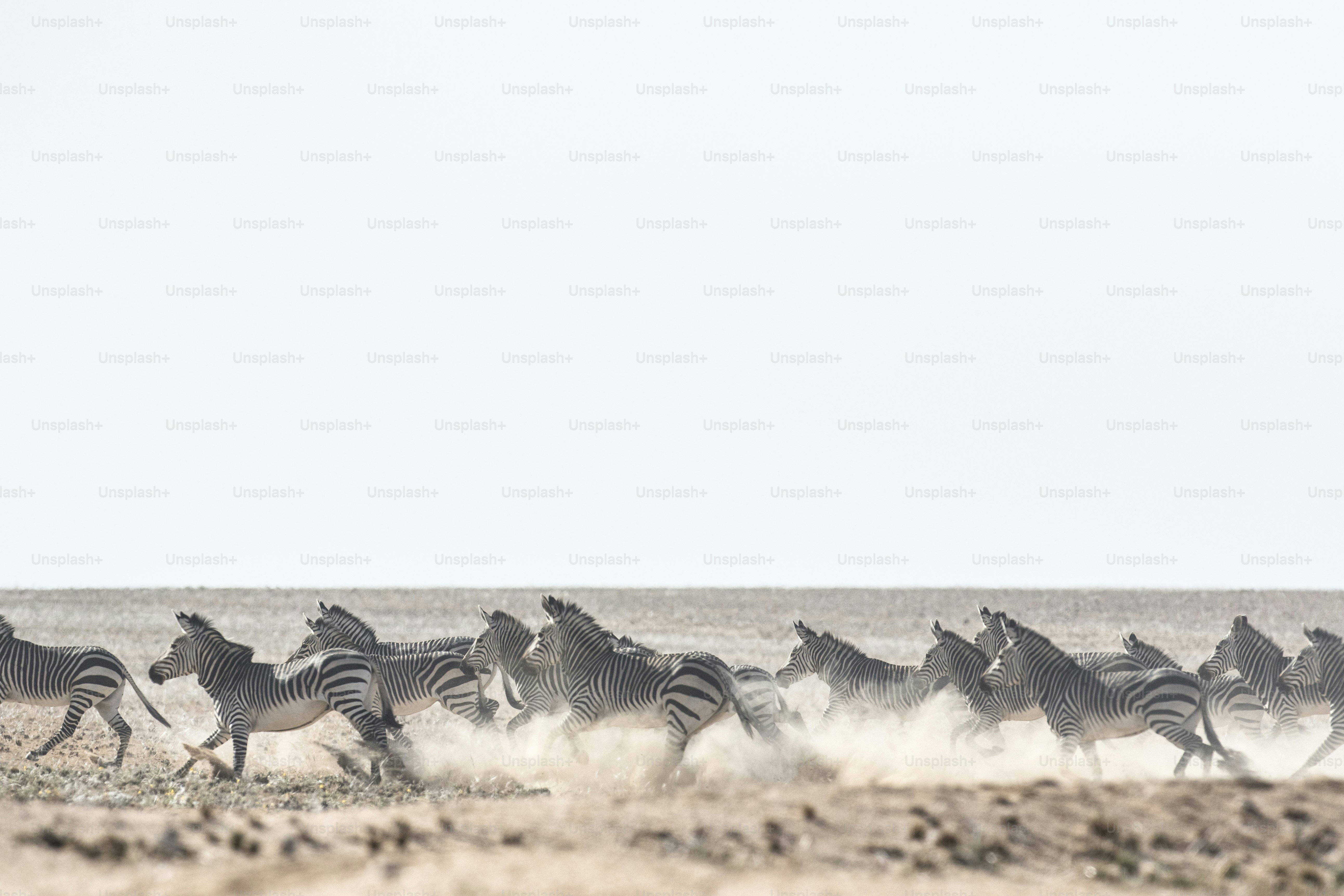 Zebra Stampede