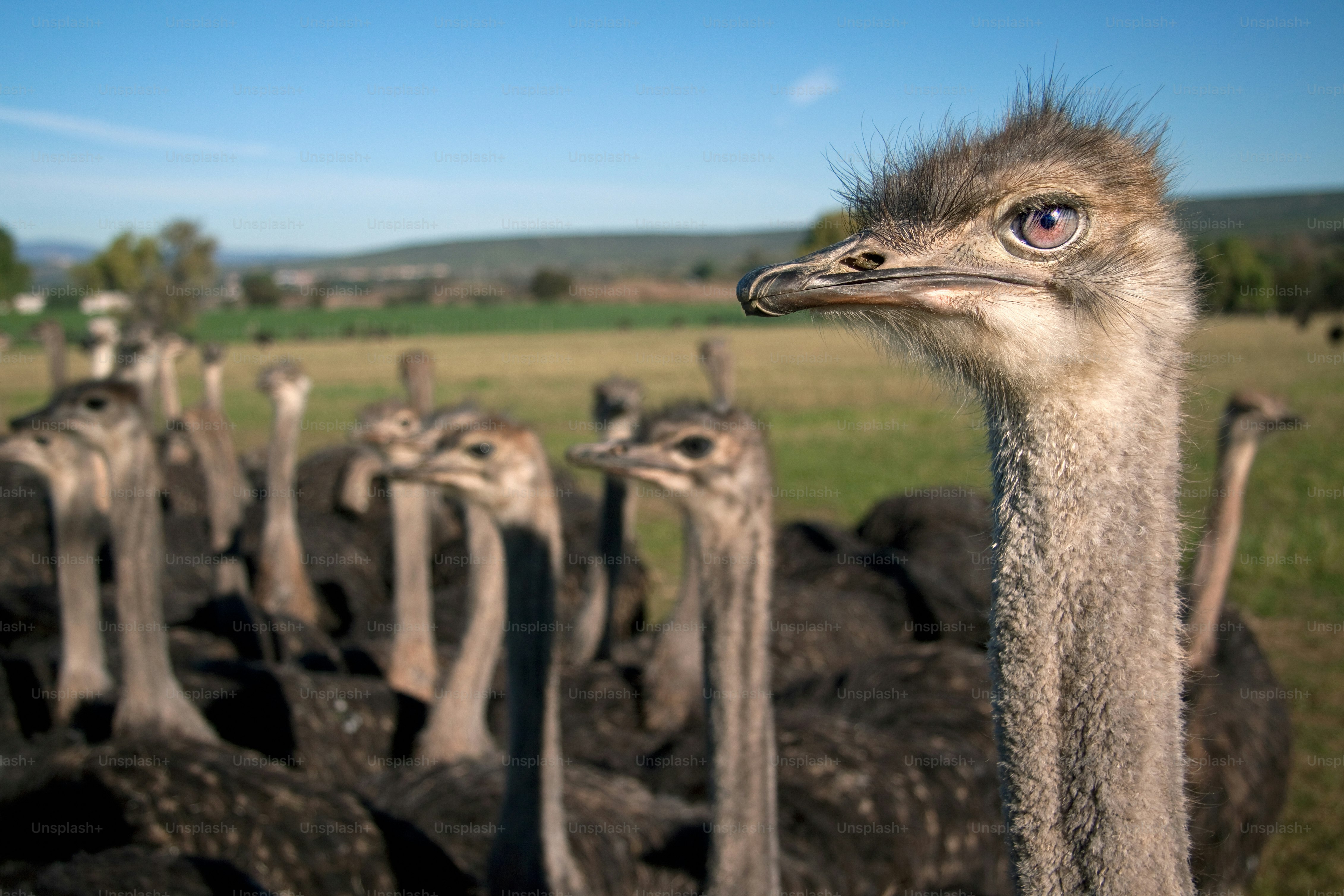100+ Ostrich Pictures | Download Free Images on Unsplash