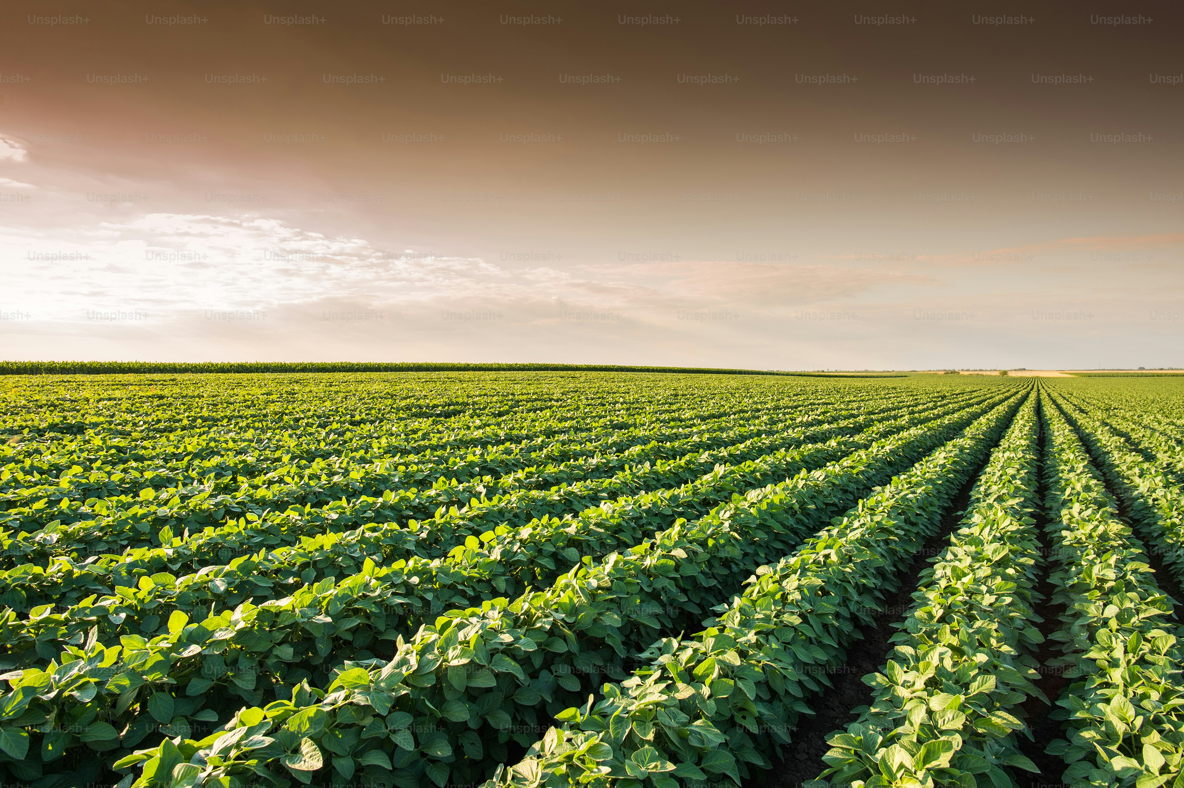Soybean Field Rows in summer photo – Rural scene Image on Unsplash