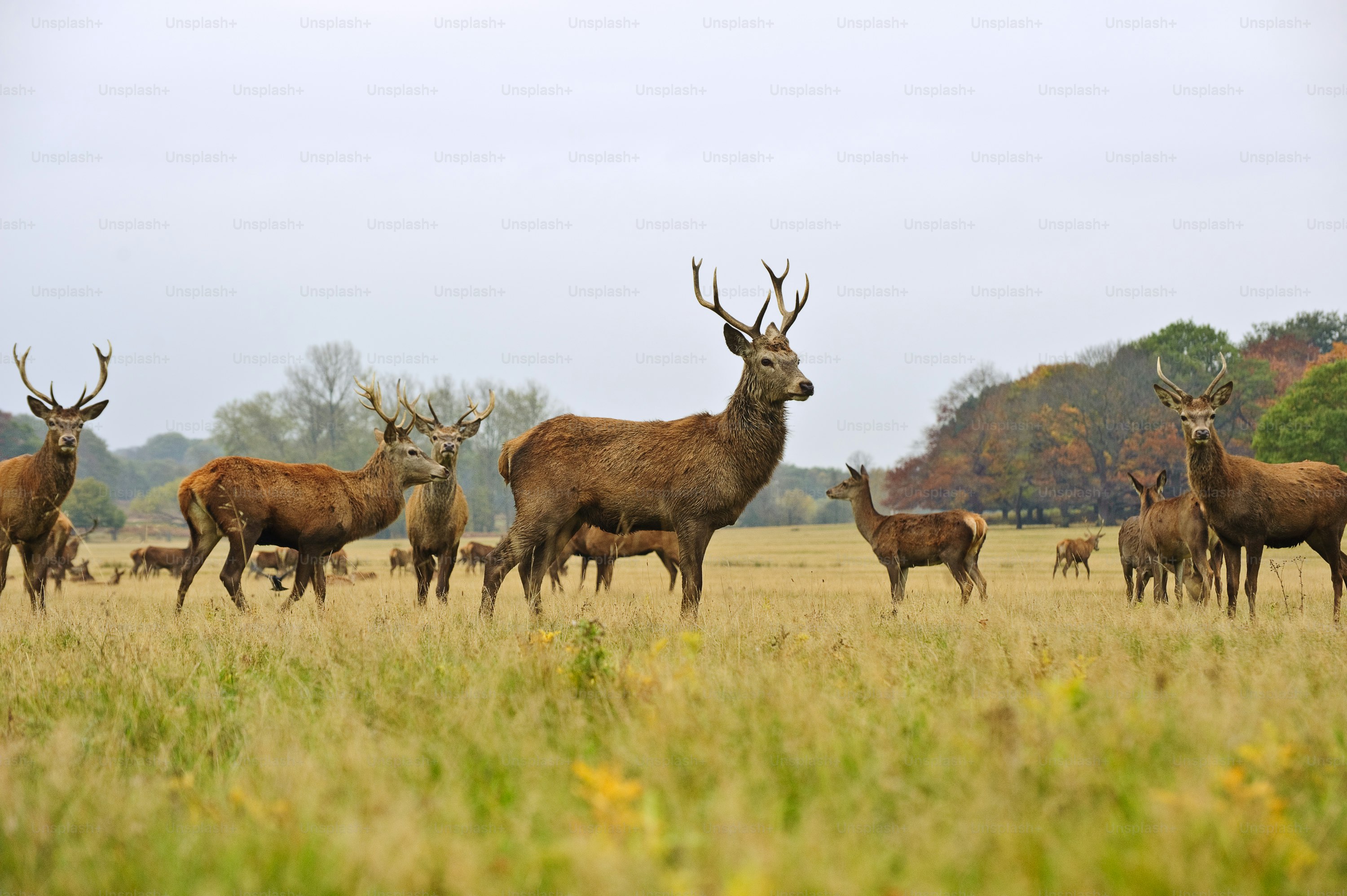 Red deer stags and does herd in Autumn Fall meadow scene photo – Buck ...