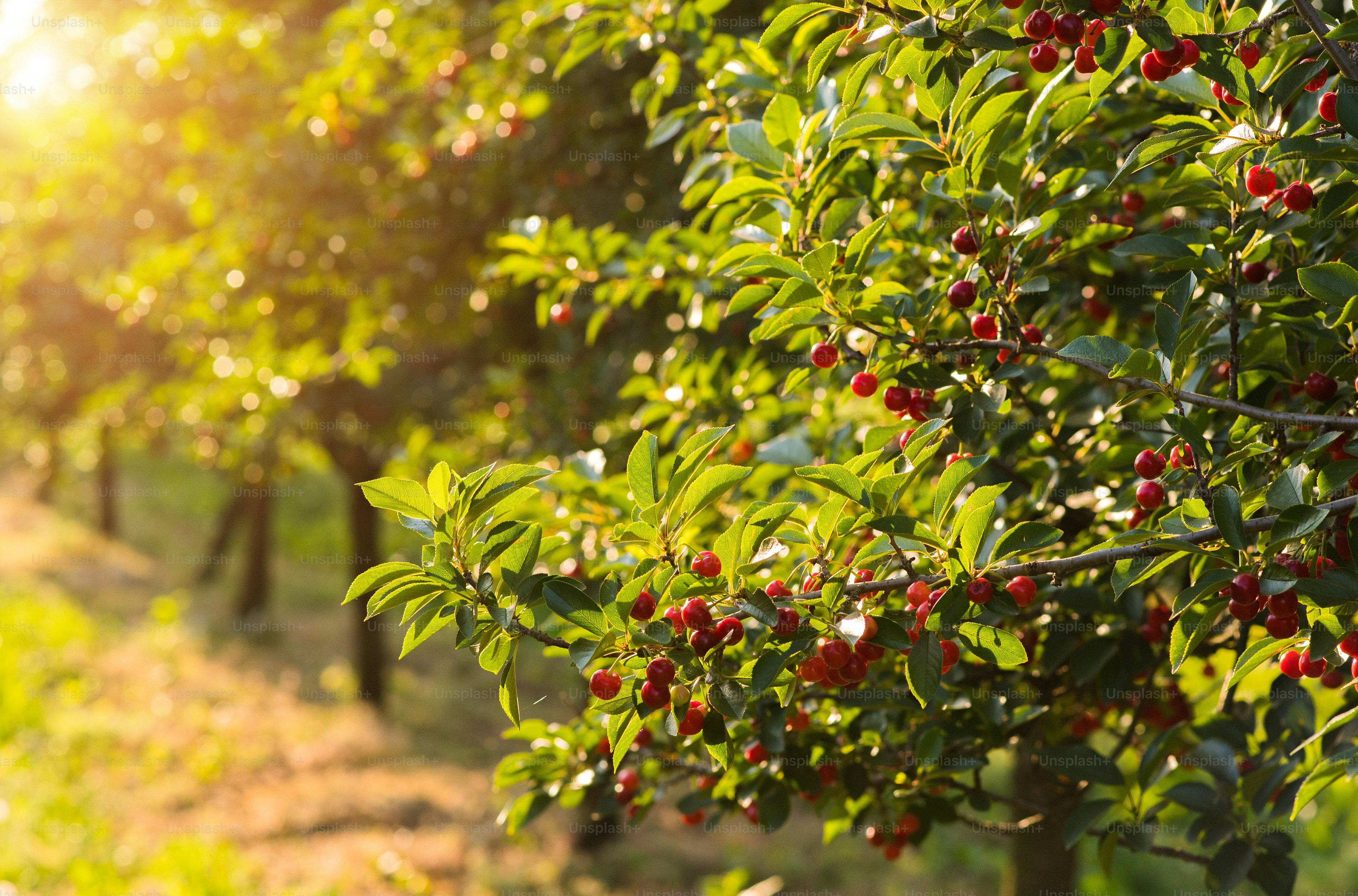 Red and sweet cherry trees in orchard - branch in early summer photo ...