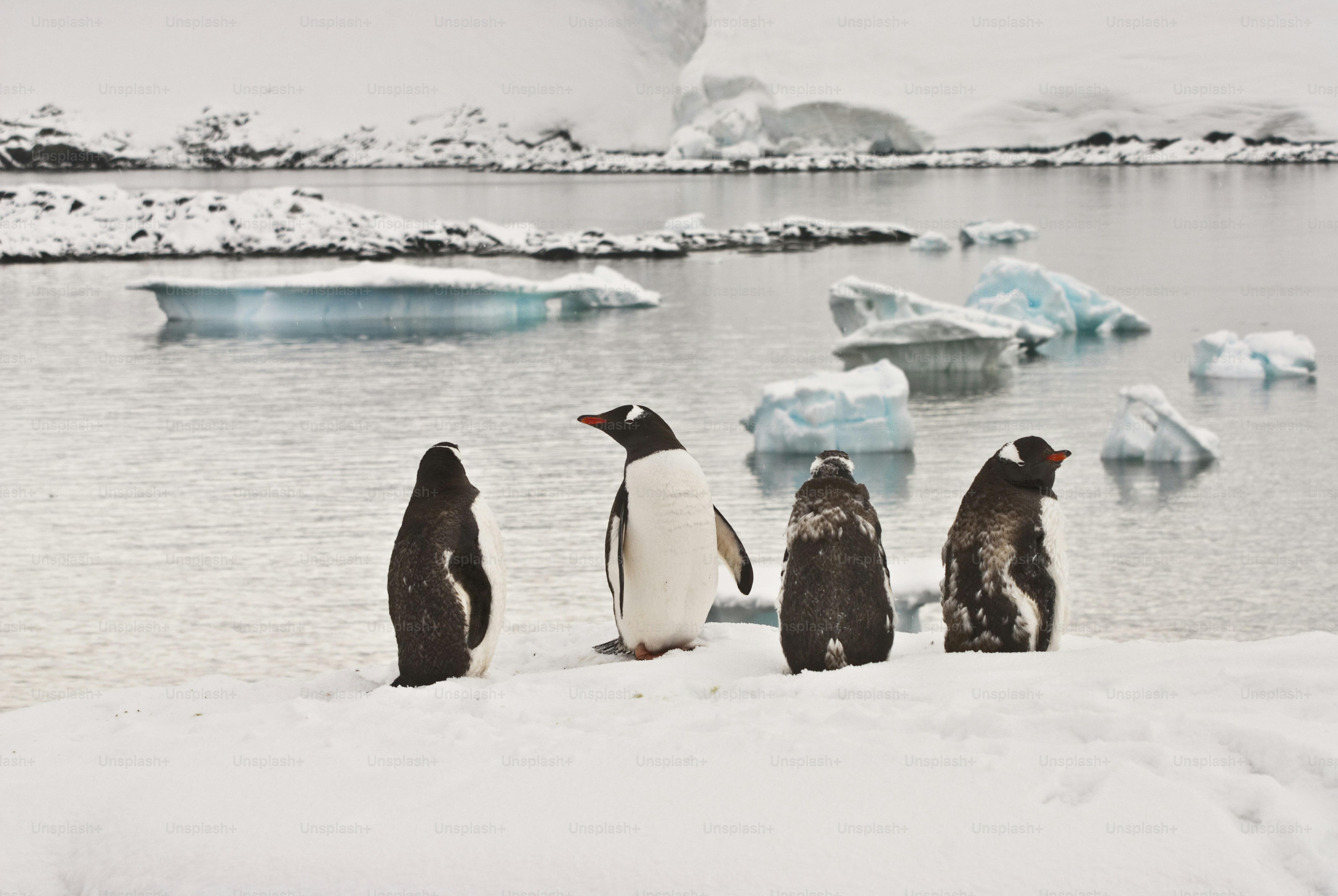 Penguins in Antarctica photo – Bird Image on Unsplash