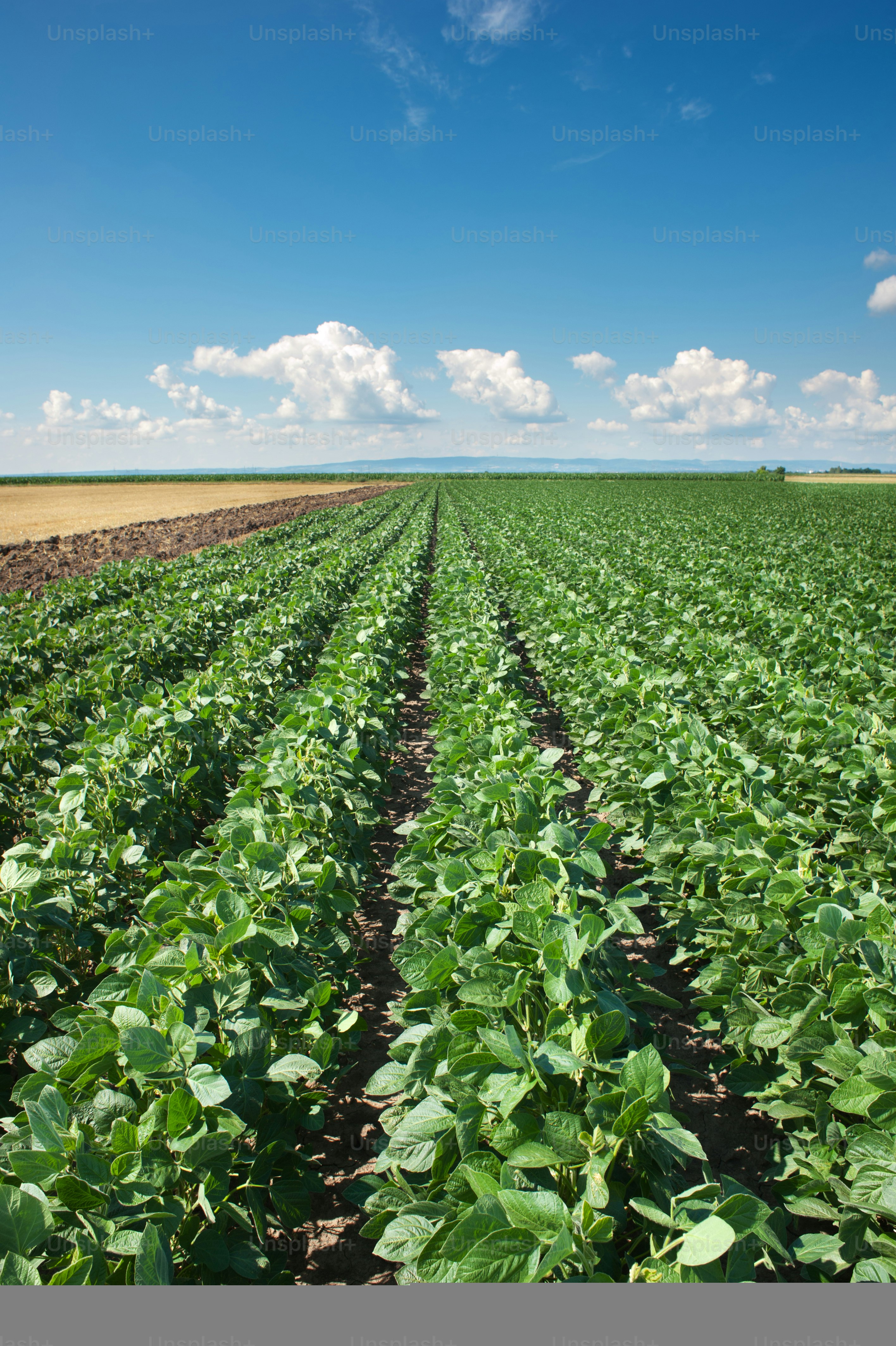 Soy field in early summer photo – Clouds sky Image on Unsplash