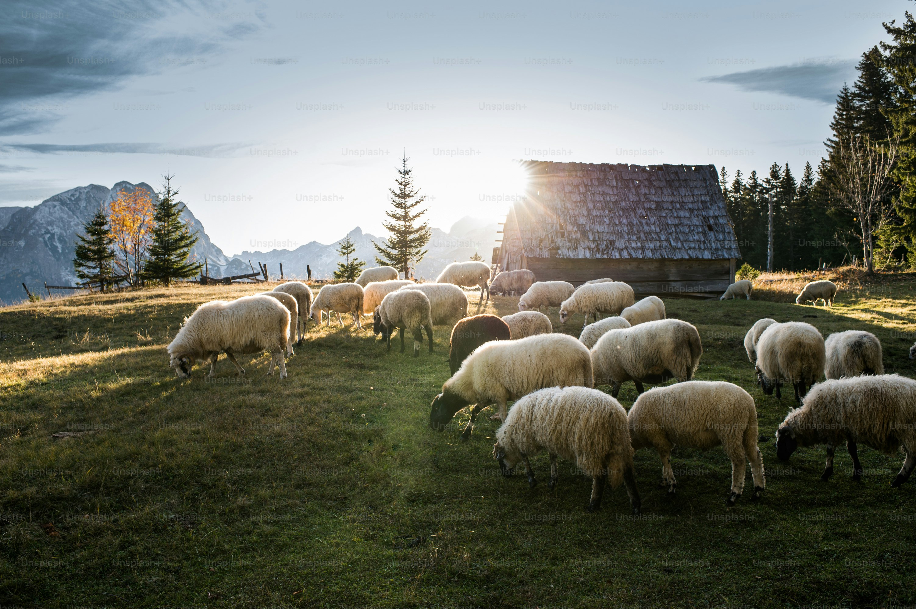 Flock of sheep grazing in a hill at sunset. photo – Sheep Image on Unsplash